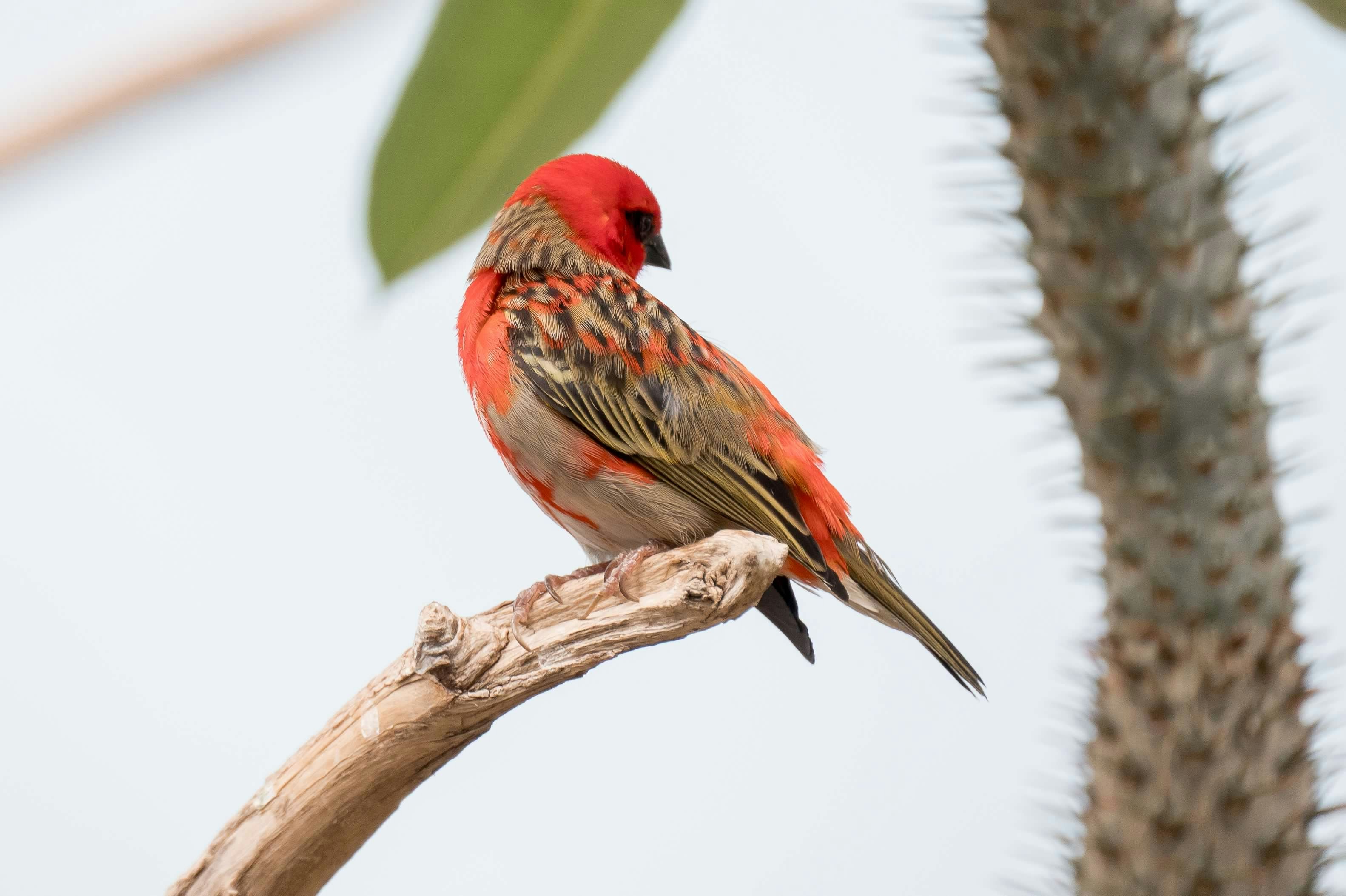 Crimson Cardinal in Quiet Perch