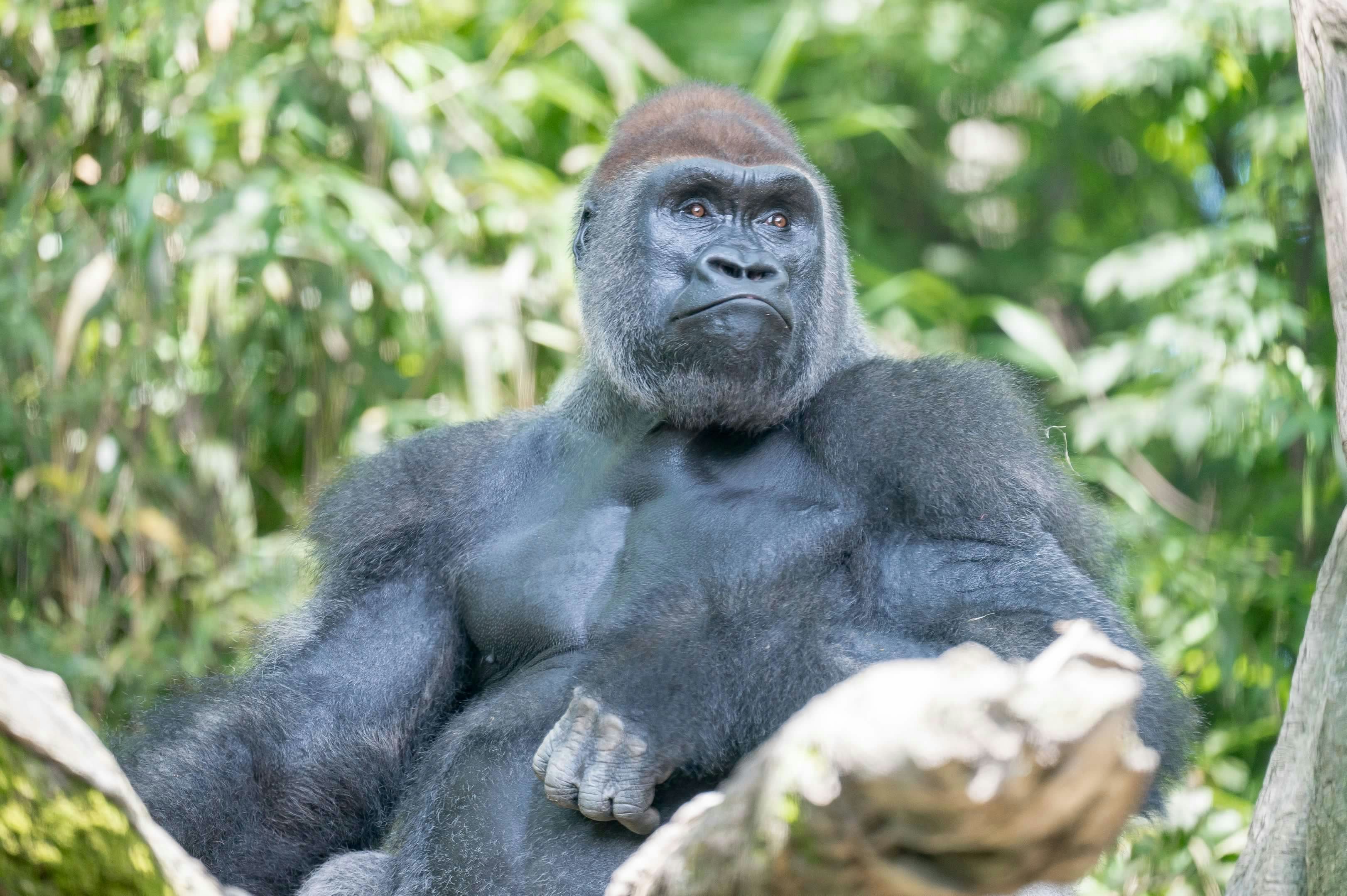 Chilled Gaze: A Wise Silverback Looms from the Jungle