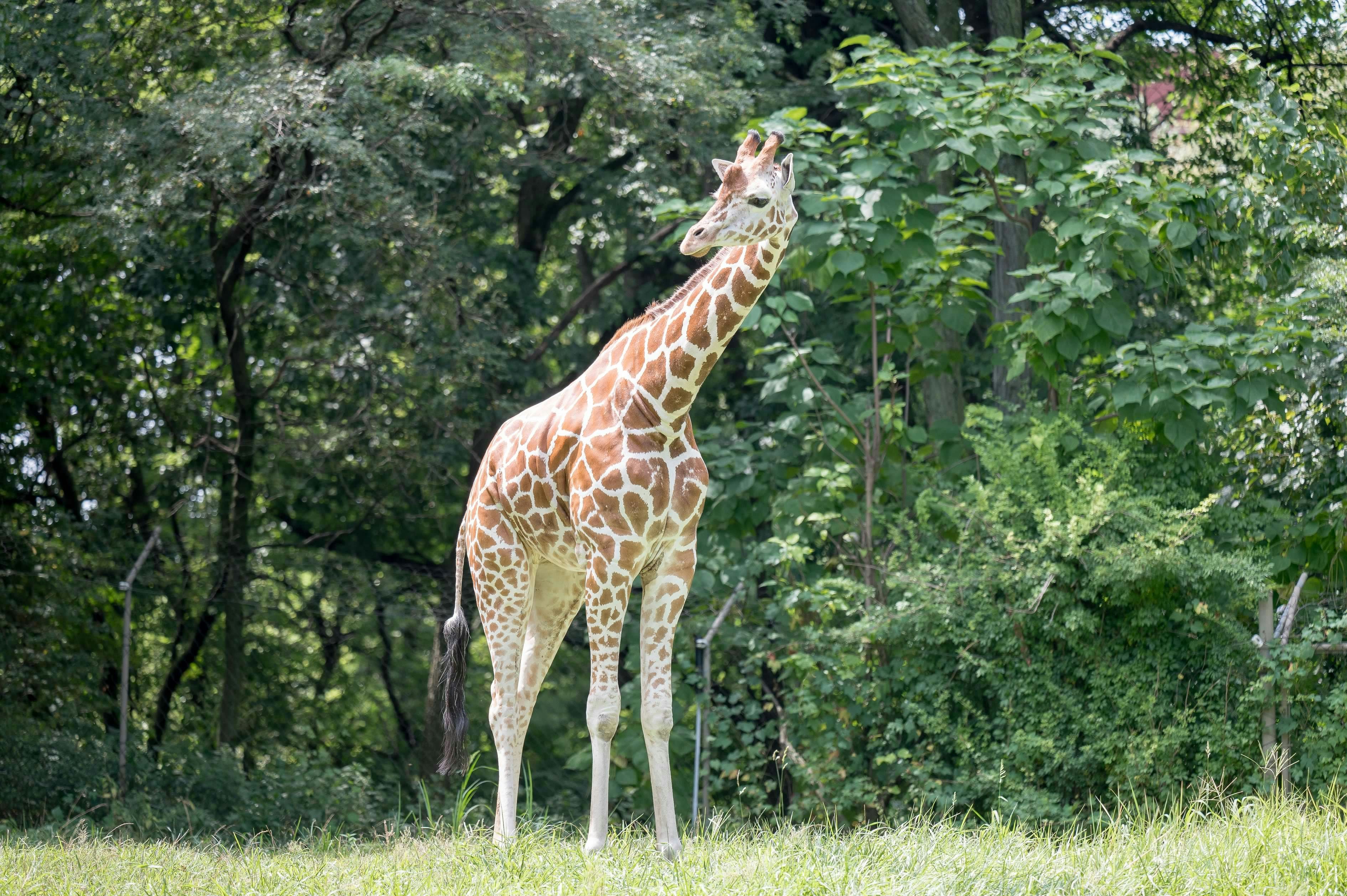 Giraffe Serenade: A Quiet Reach Among Green Canopy