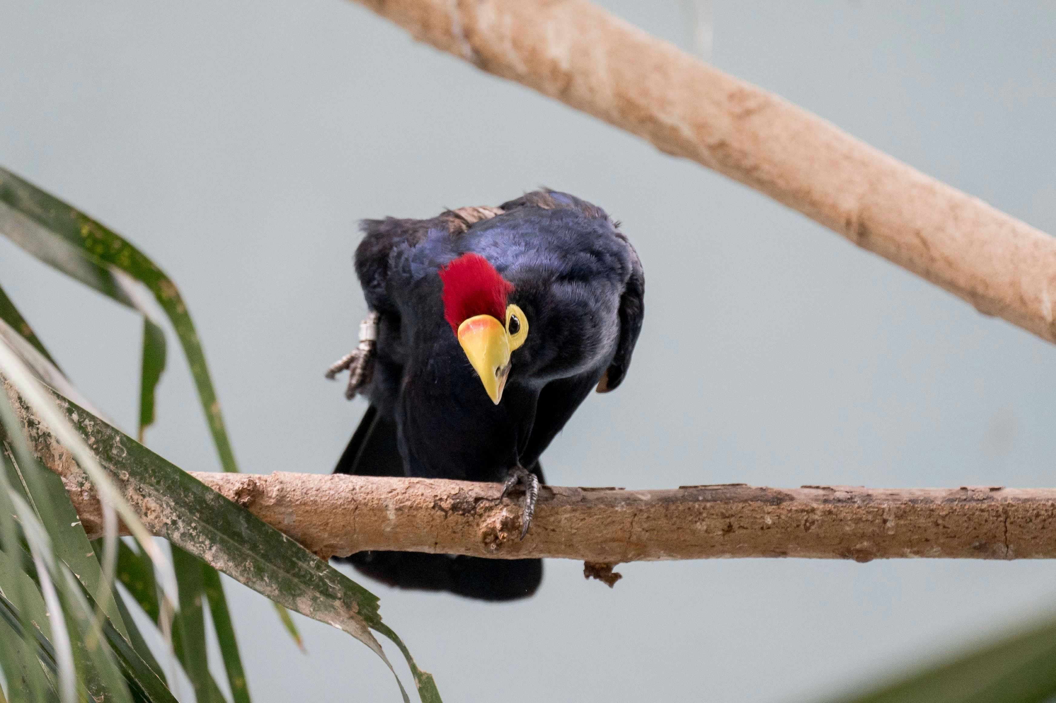 Fiery Crest on a Perch: A Wattled Crow Vigilant on a Branch
