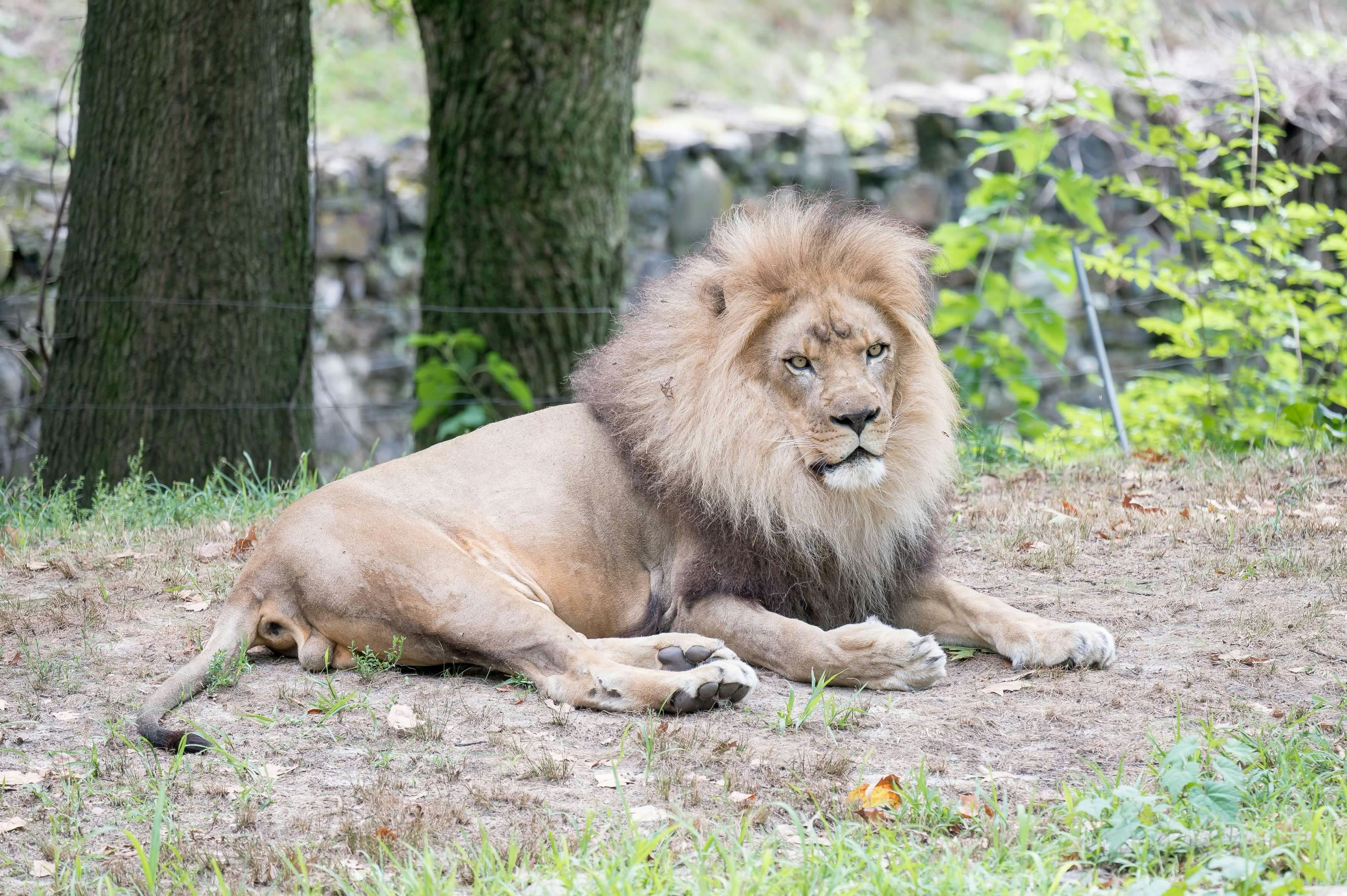 Regal Sentinel: A Majestic Lion in a Quiet Green Clearing