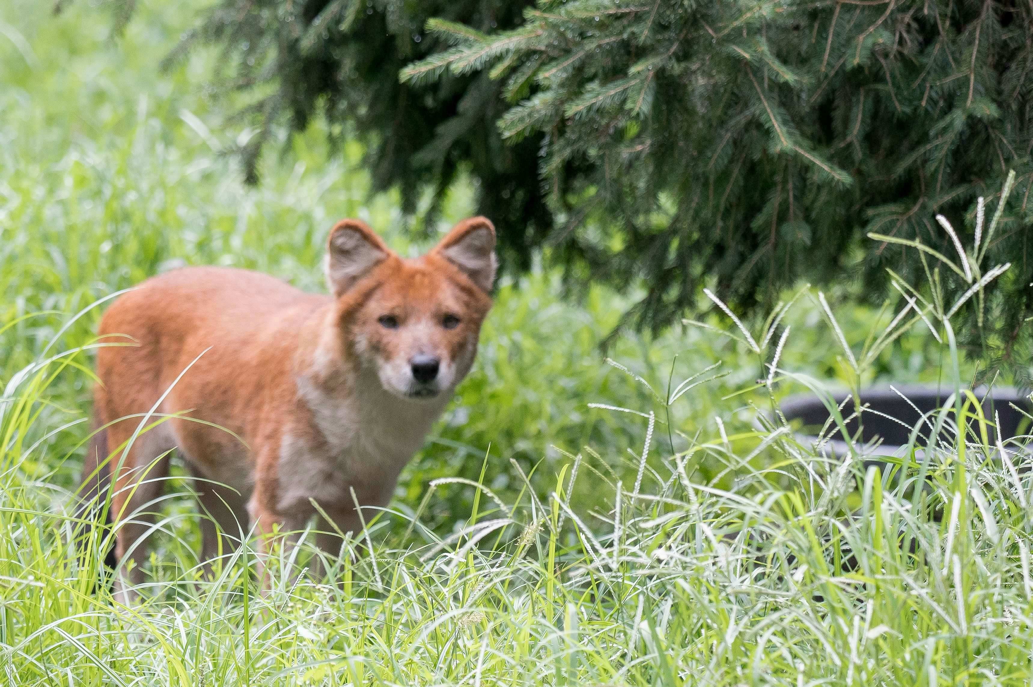 Red Fox Emerges from the Meadow Morning Light