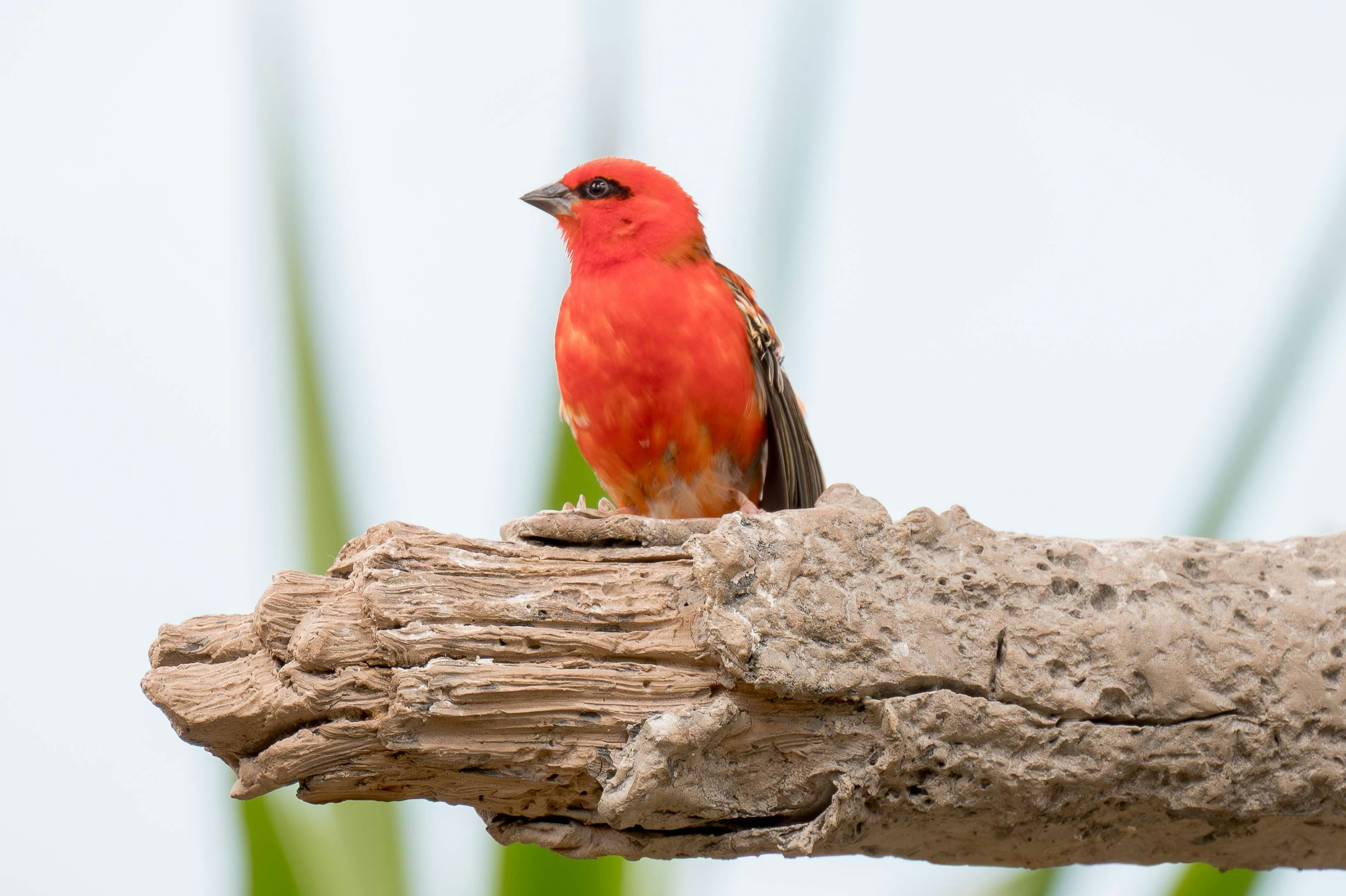 Crimson Visitor on a Weathered Limb