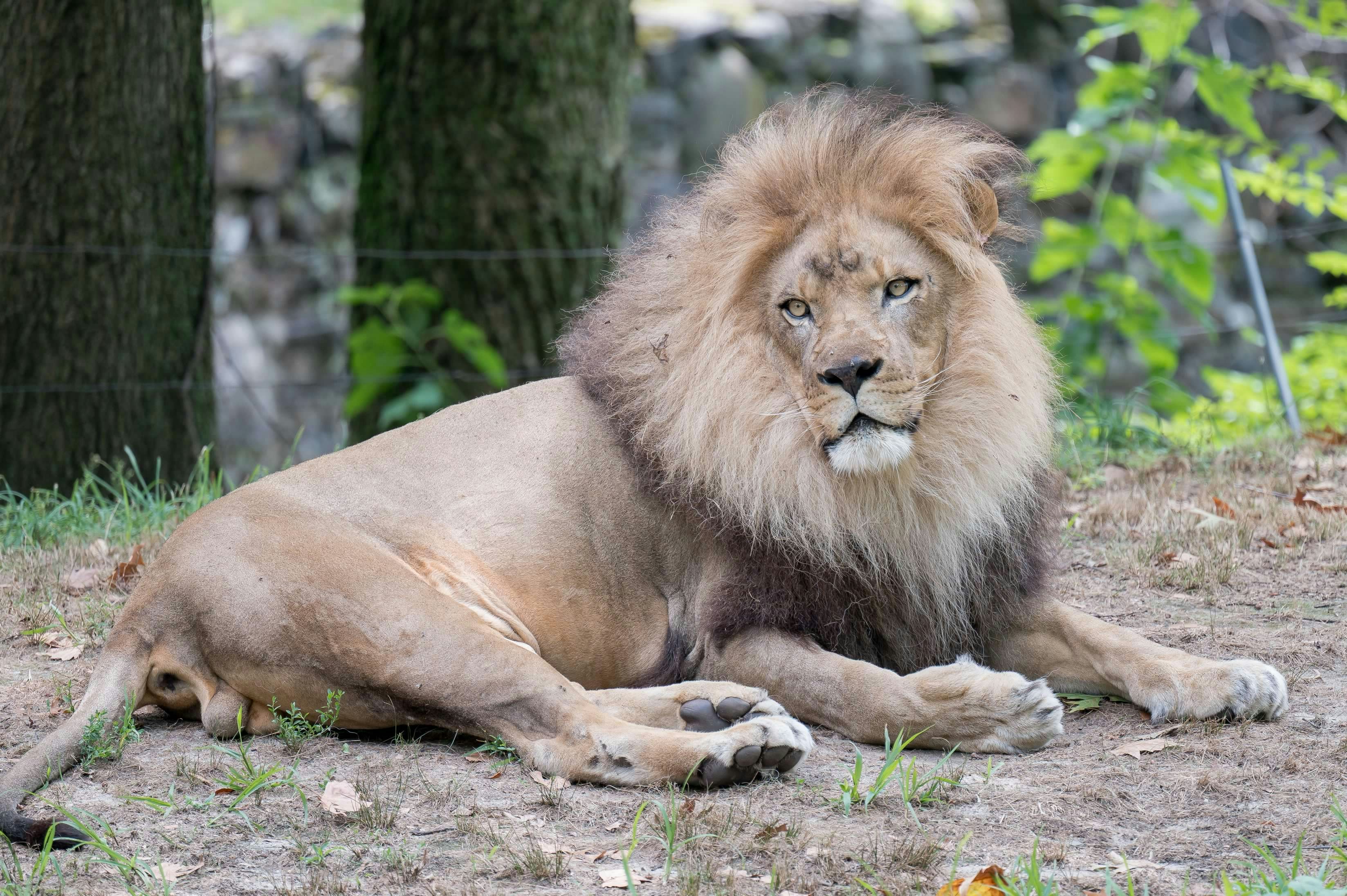 Regal Seated Hunter: A Lion Conservator of the Shade