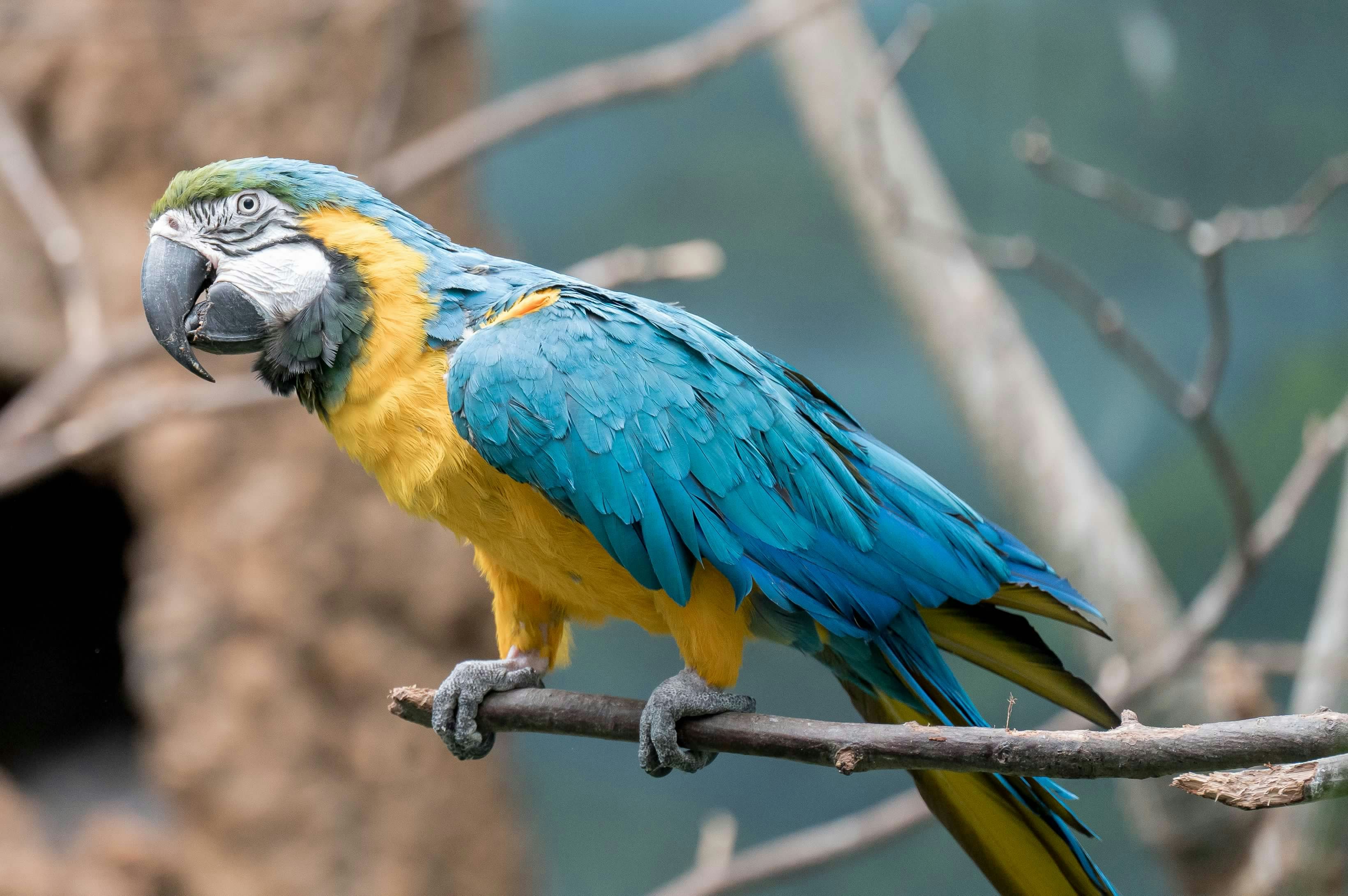 Vivid Blue-and-Gold Macaw Perched Against a Branchy Backdrop