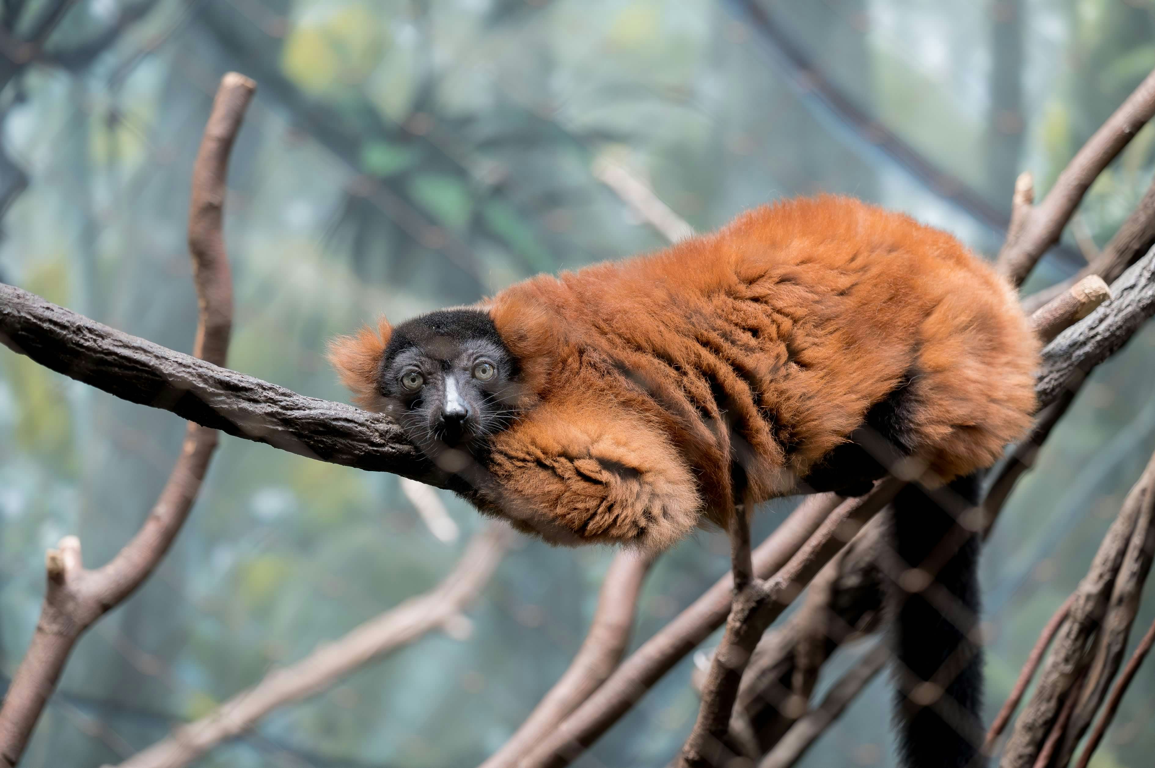 Leaning Gibbon: A Close-Up of Sleepy Grace on a Branch
