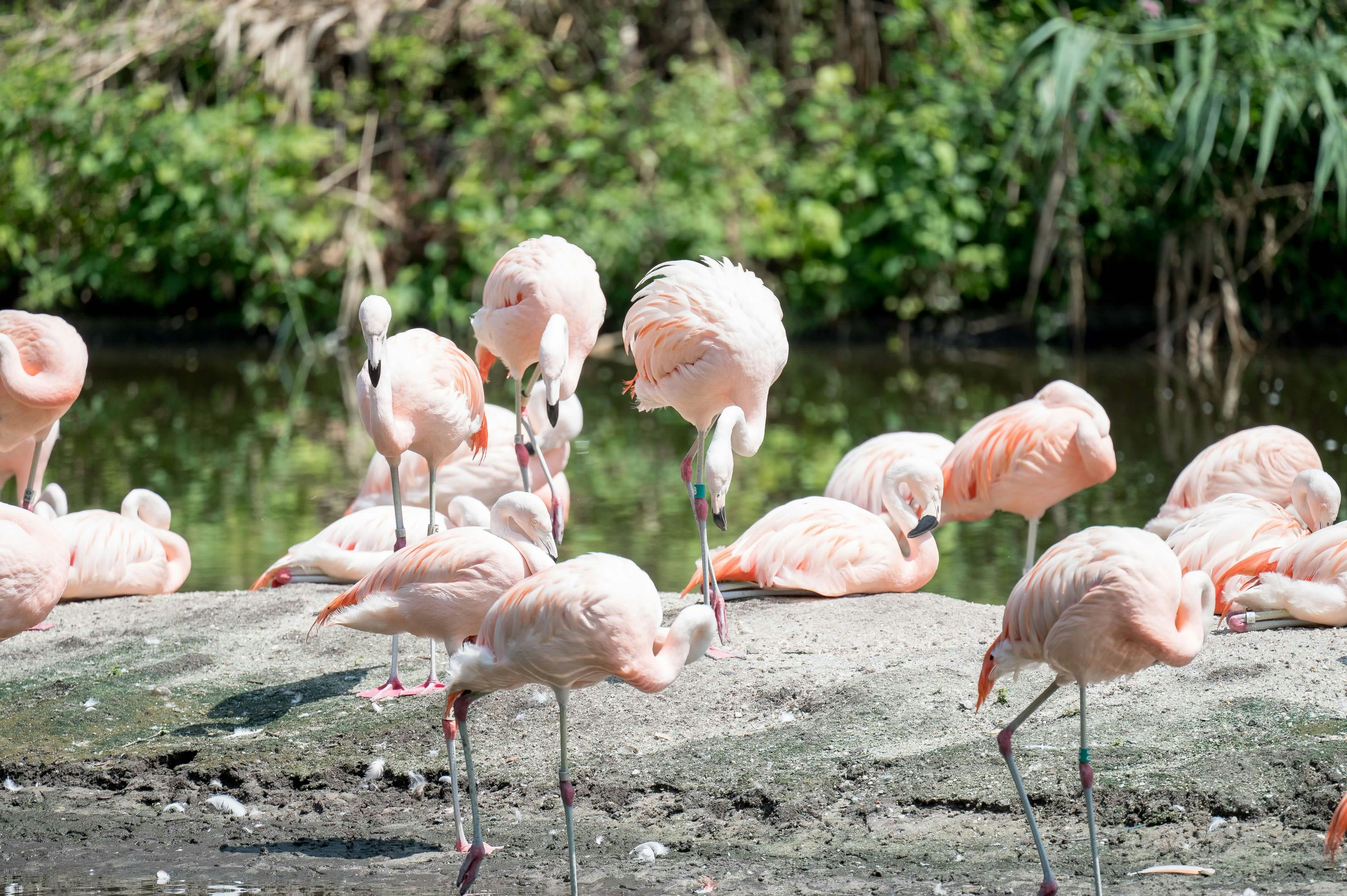 Flamingo Choir at Rest by the Muddy Shore