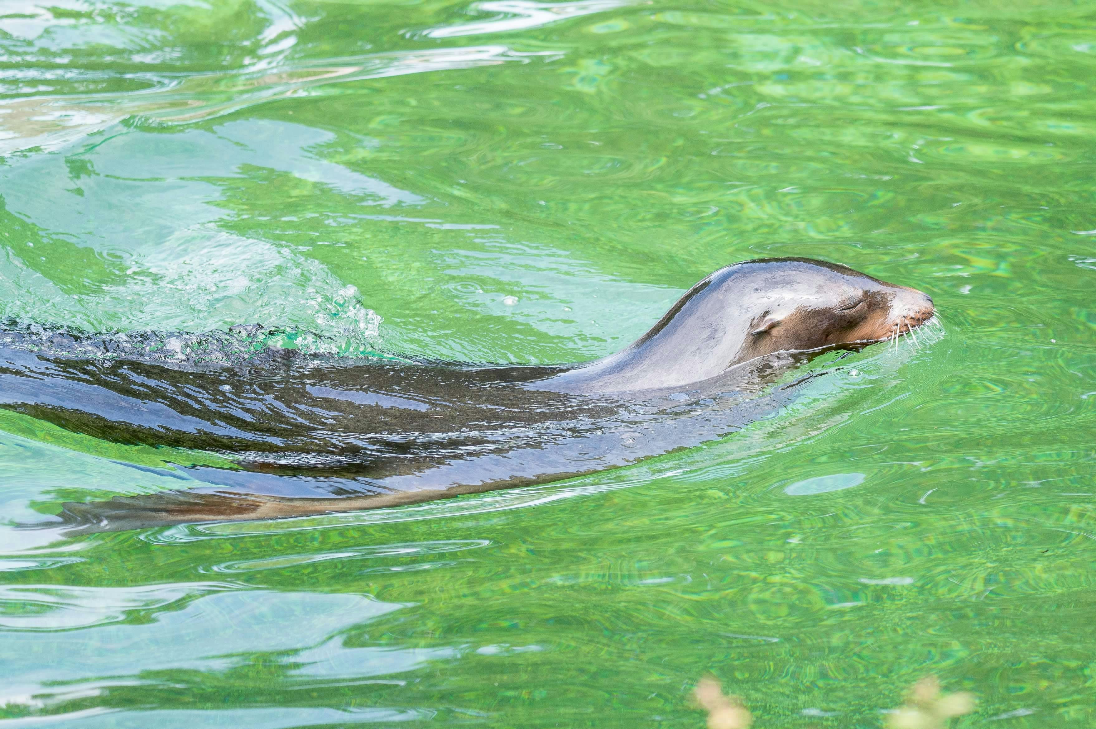 Green ripples, patient otariid: a sunlit swim of a sea lion