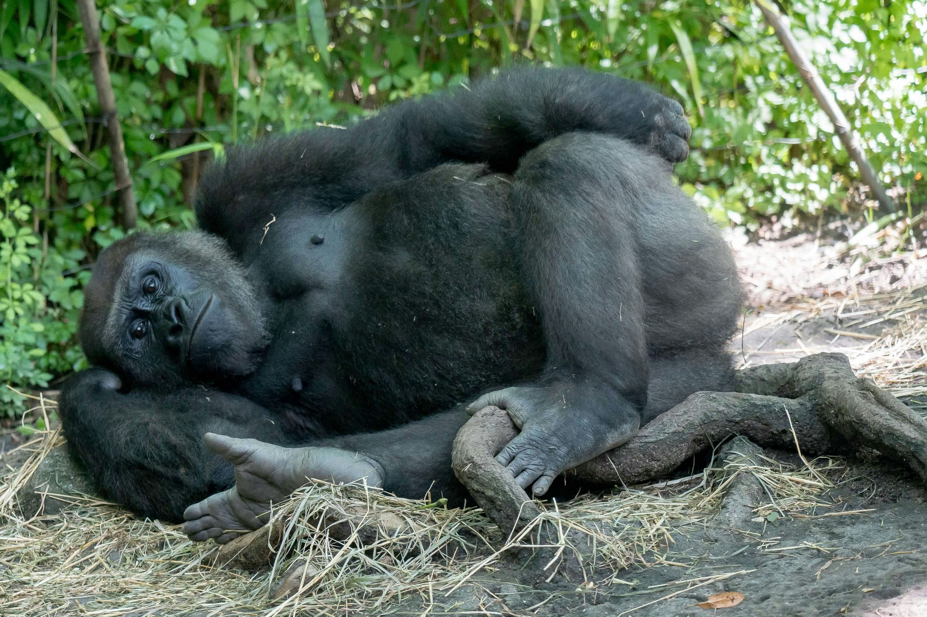 Gorilla at Rest: A Quiet Moment in the Shade