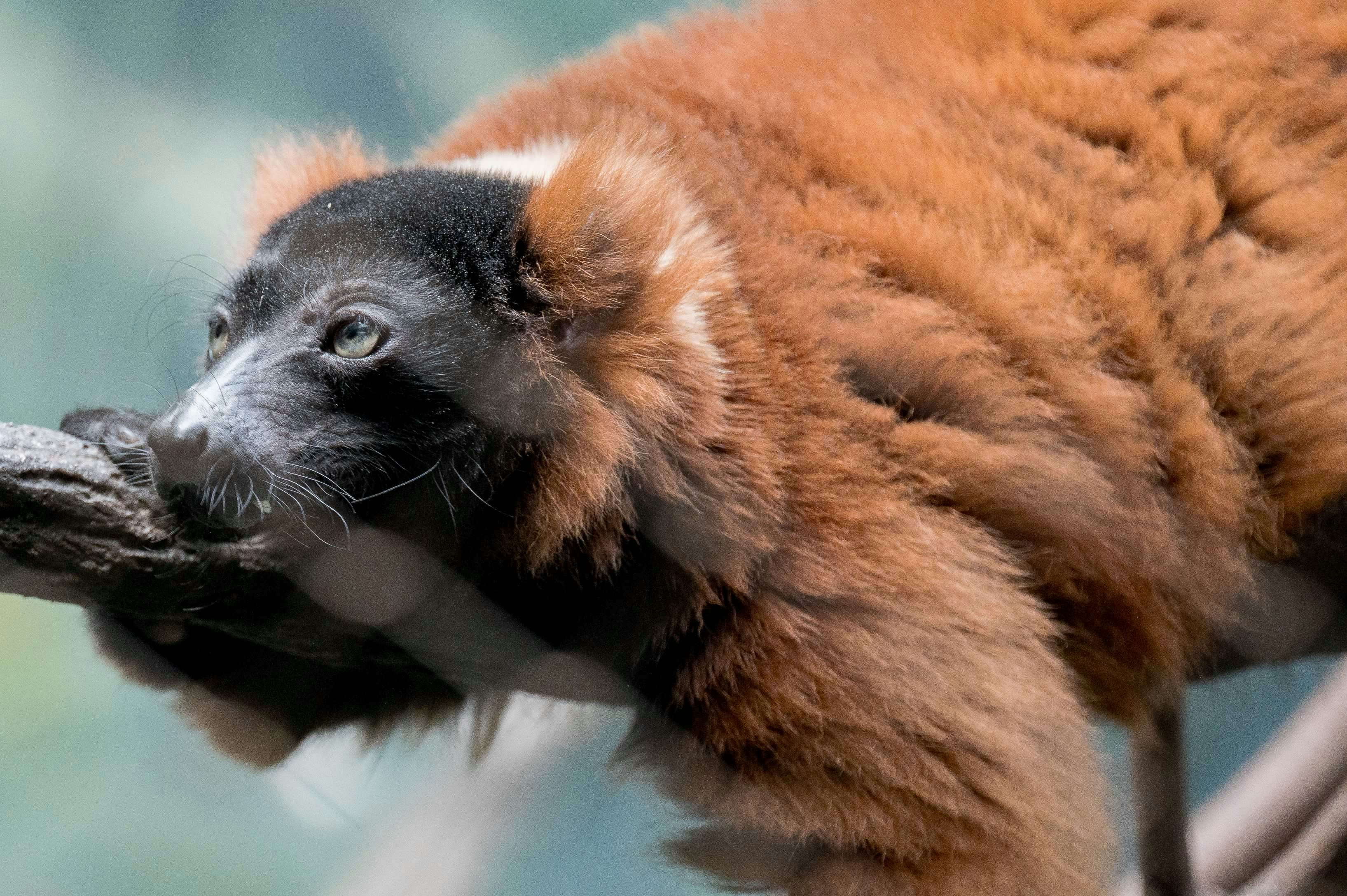A Curious Coati Clings to a Branch in Soft Light