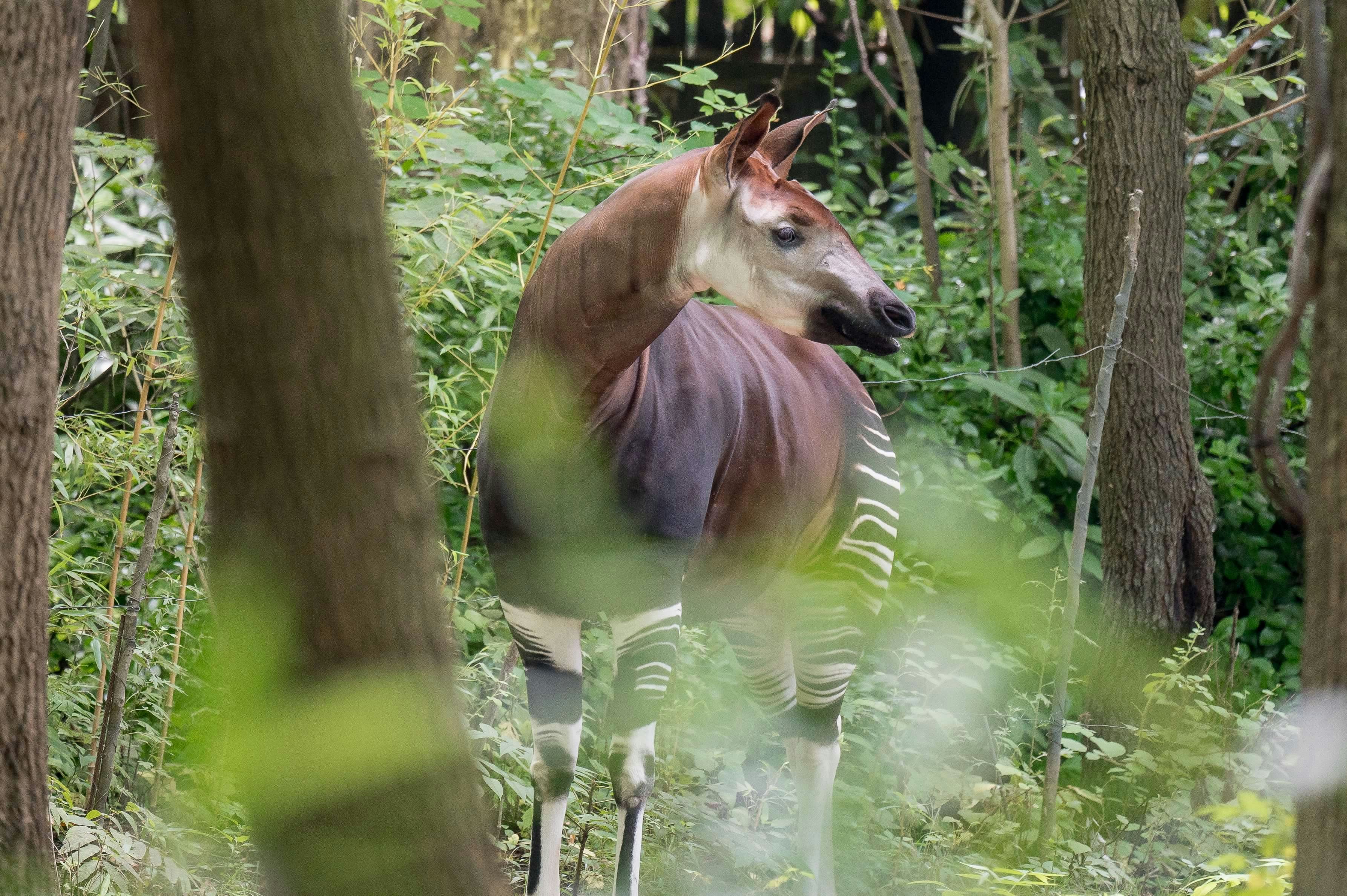 Forest Spotlight: The Curved Grace of an Akhal-Teka Mare