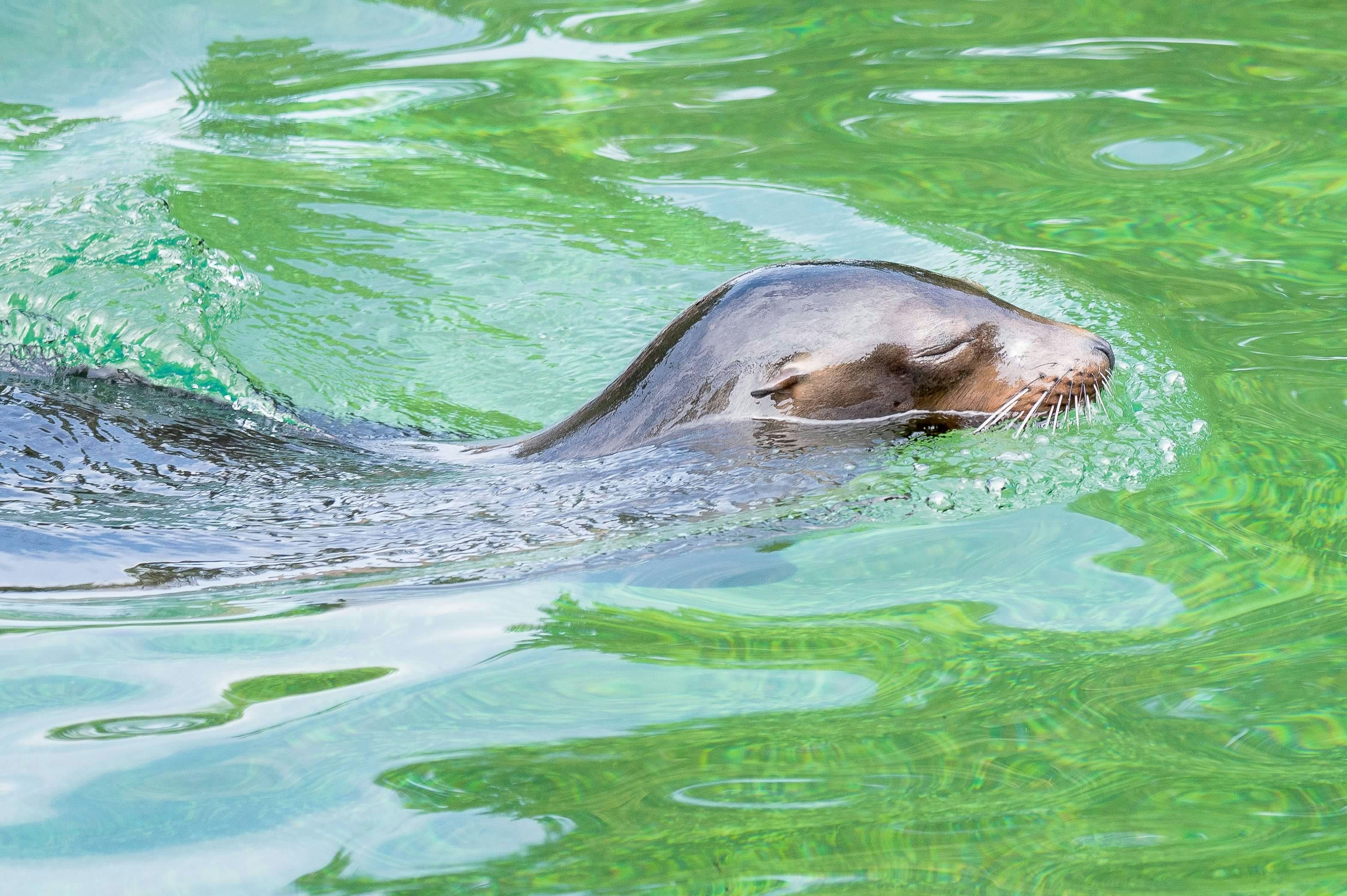 Emerald Ripples: A Seal Breaks the Surface