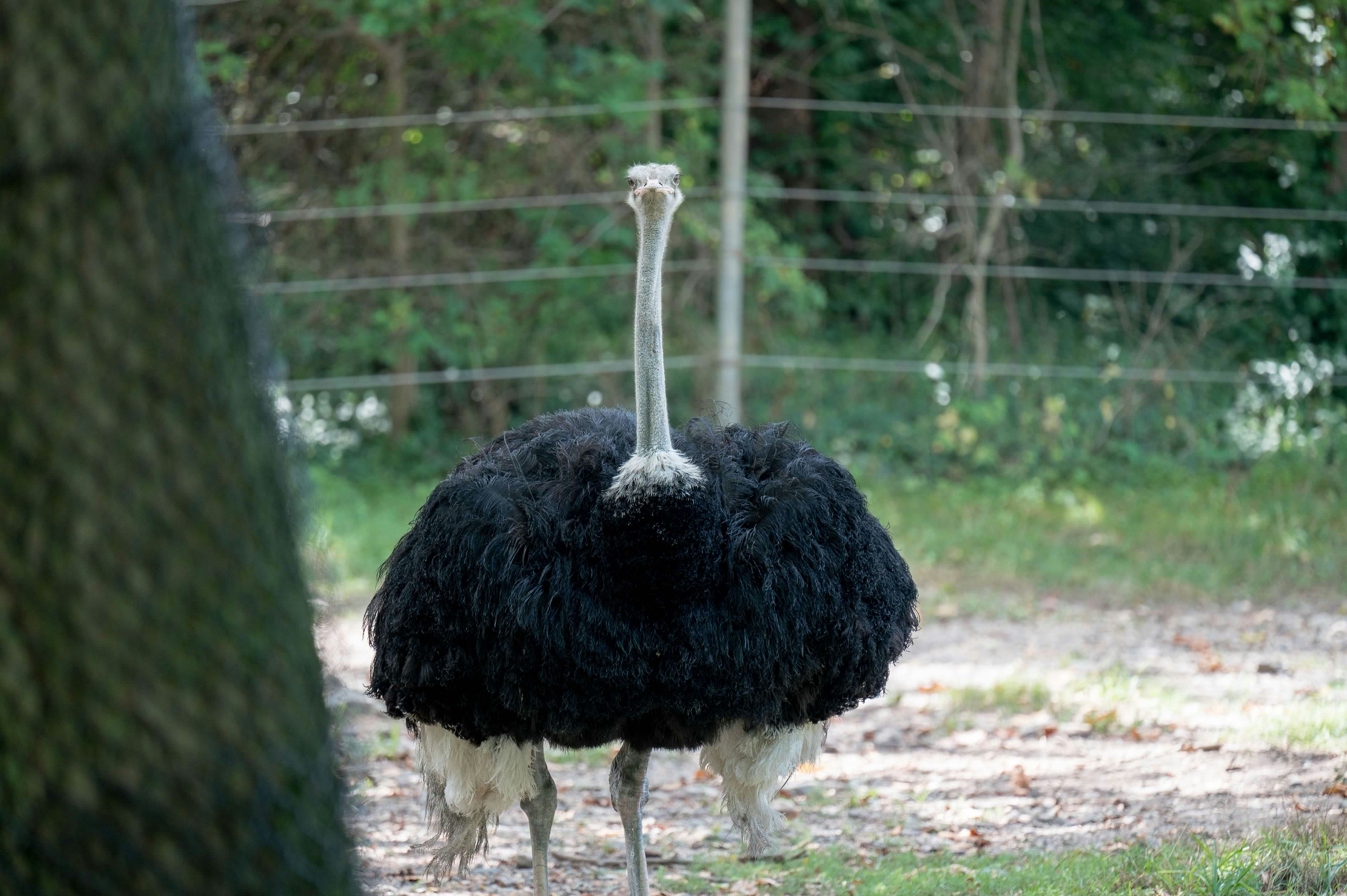 Striding Ostrich Under Fence-Line Spotlight