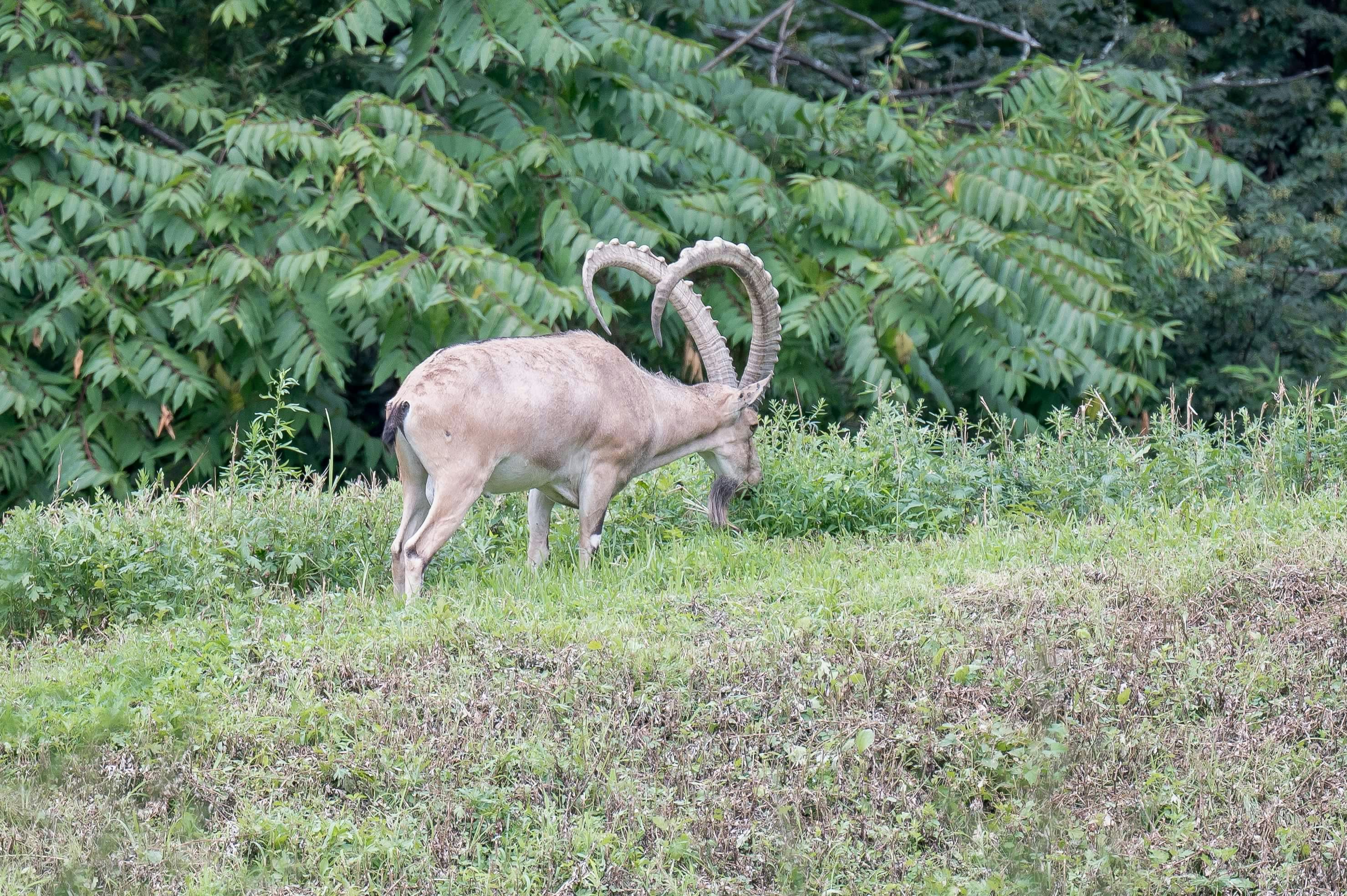 Antlered Heart: A Ram Shapes the Evening Quiet