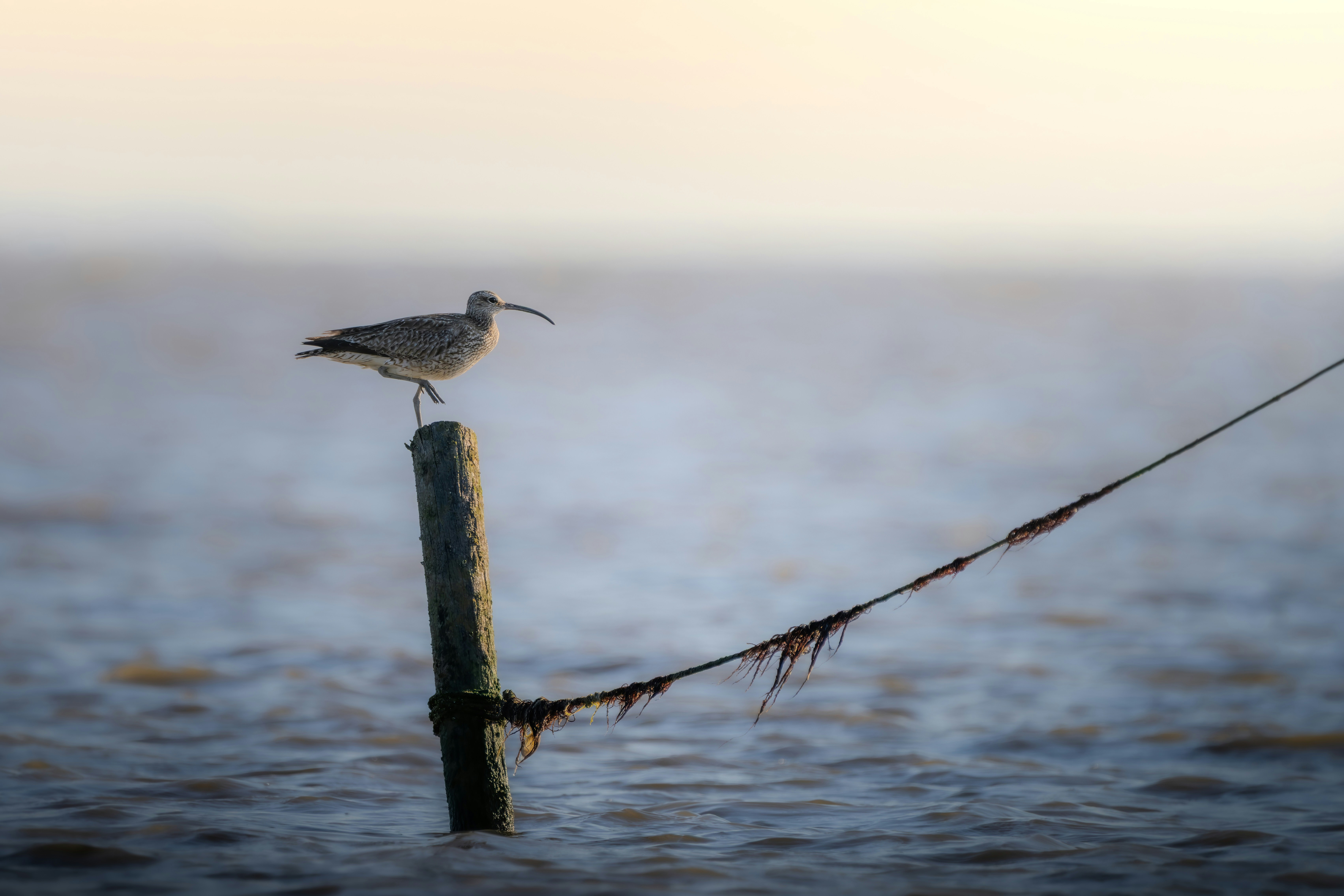 Lonely Tern Perch Above Tidal Strings