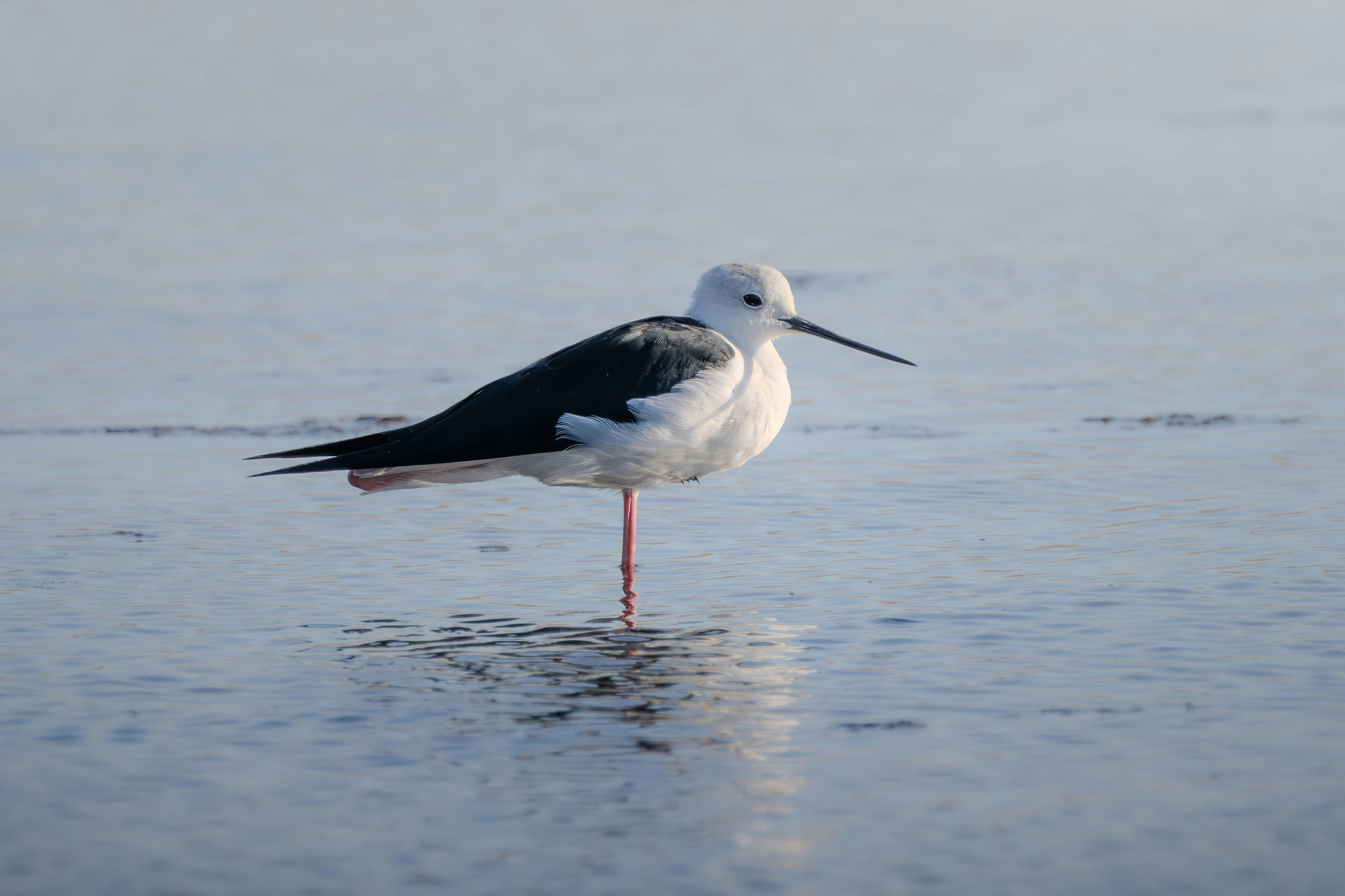 Stilt-Backed Avocet in Quiet Shoreline Light
