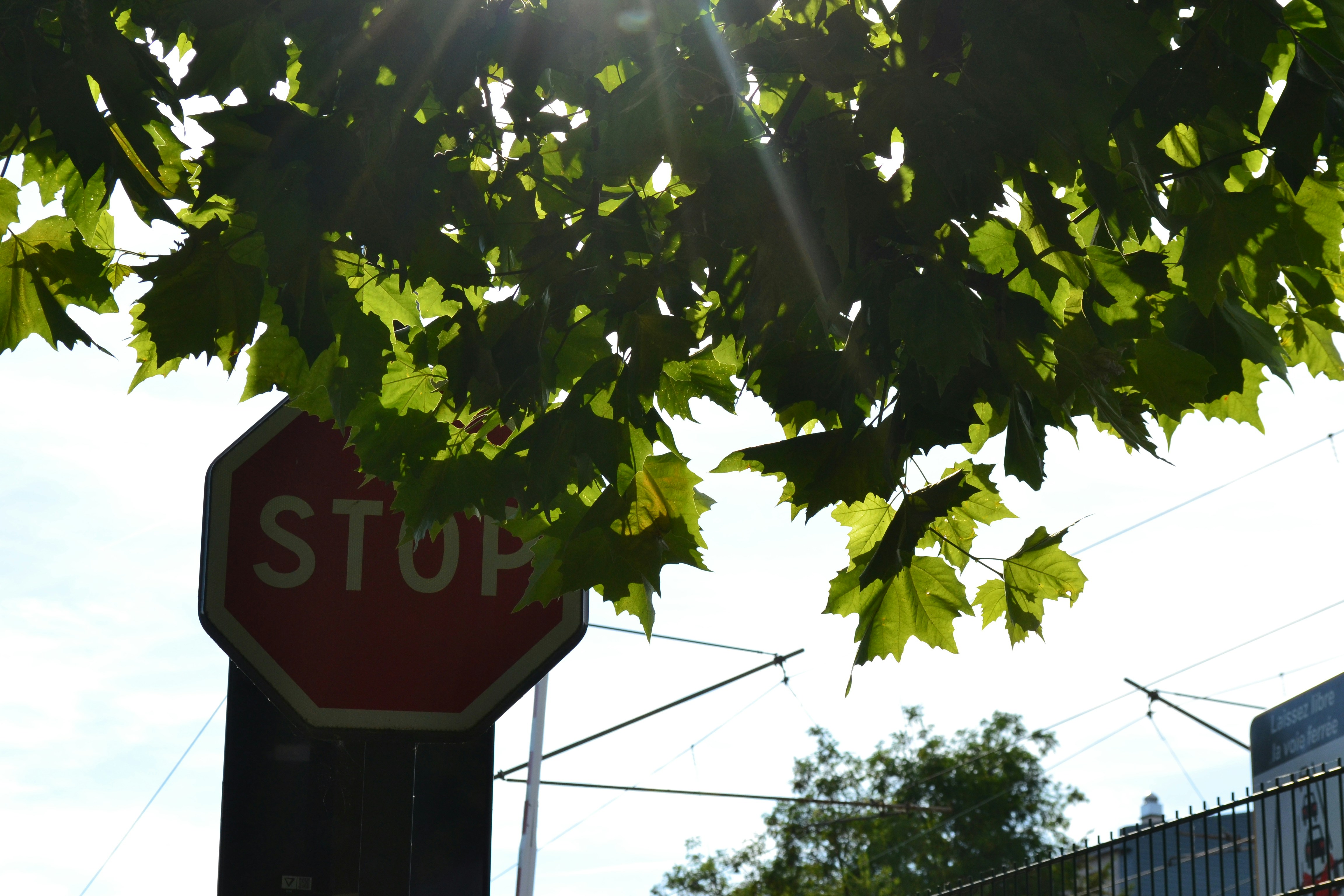 Shade and Stop: A Sunlit Street Scene Framed by Leafy Canopy