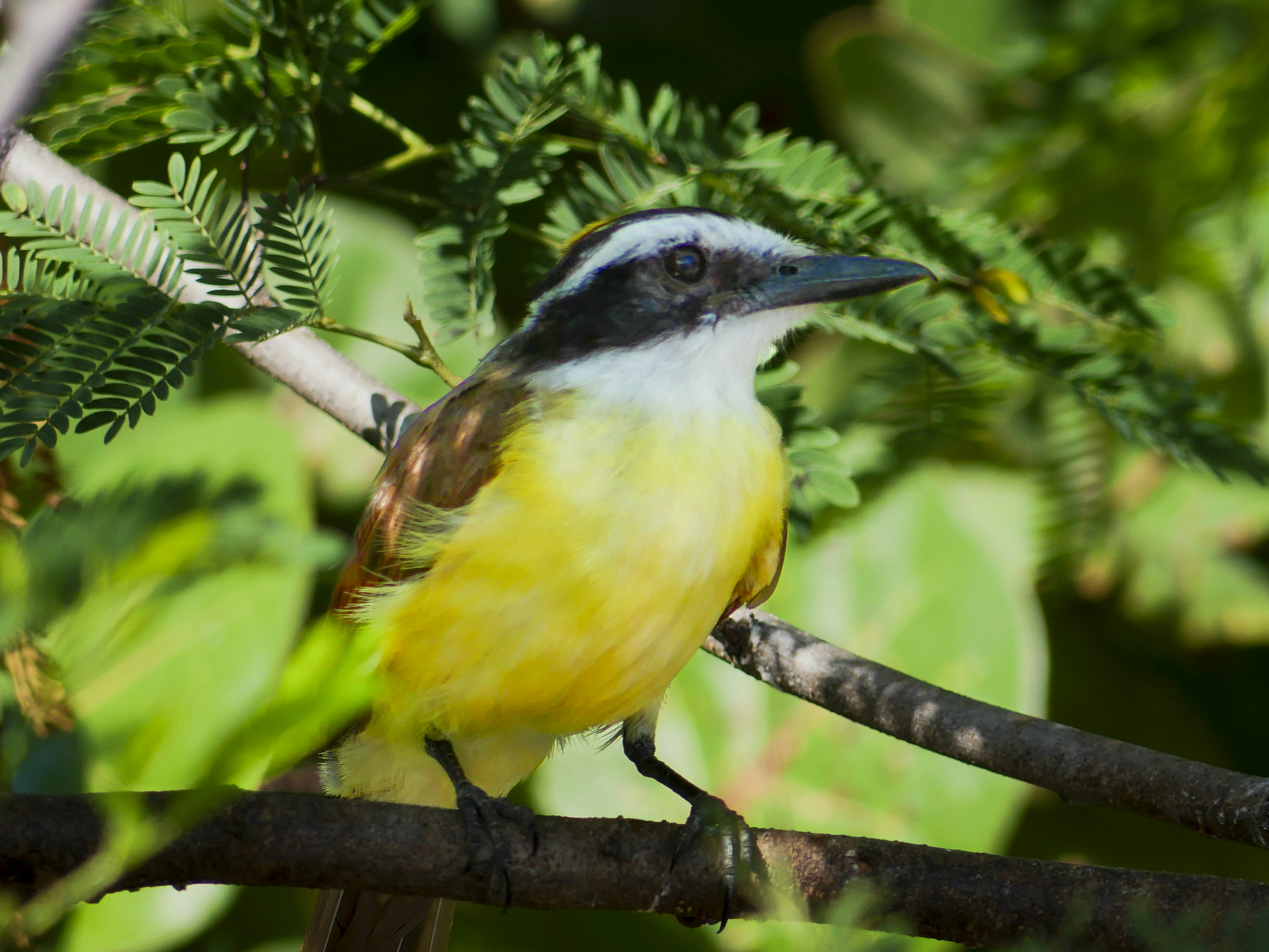 Sunlit Kingfisher: A Yellow-bellied Moment on a Branch
