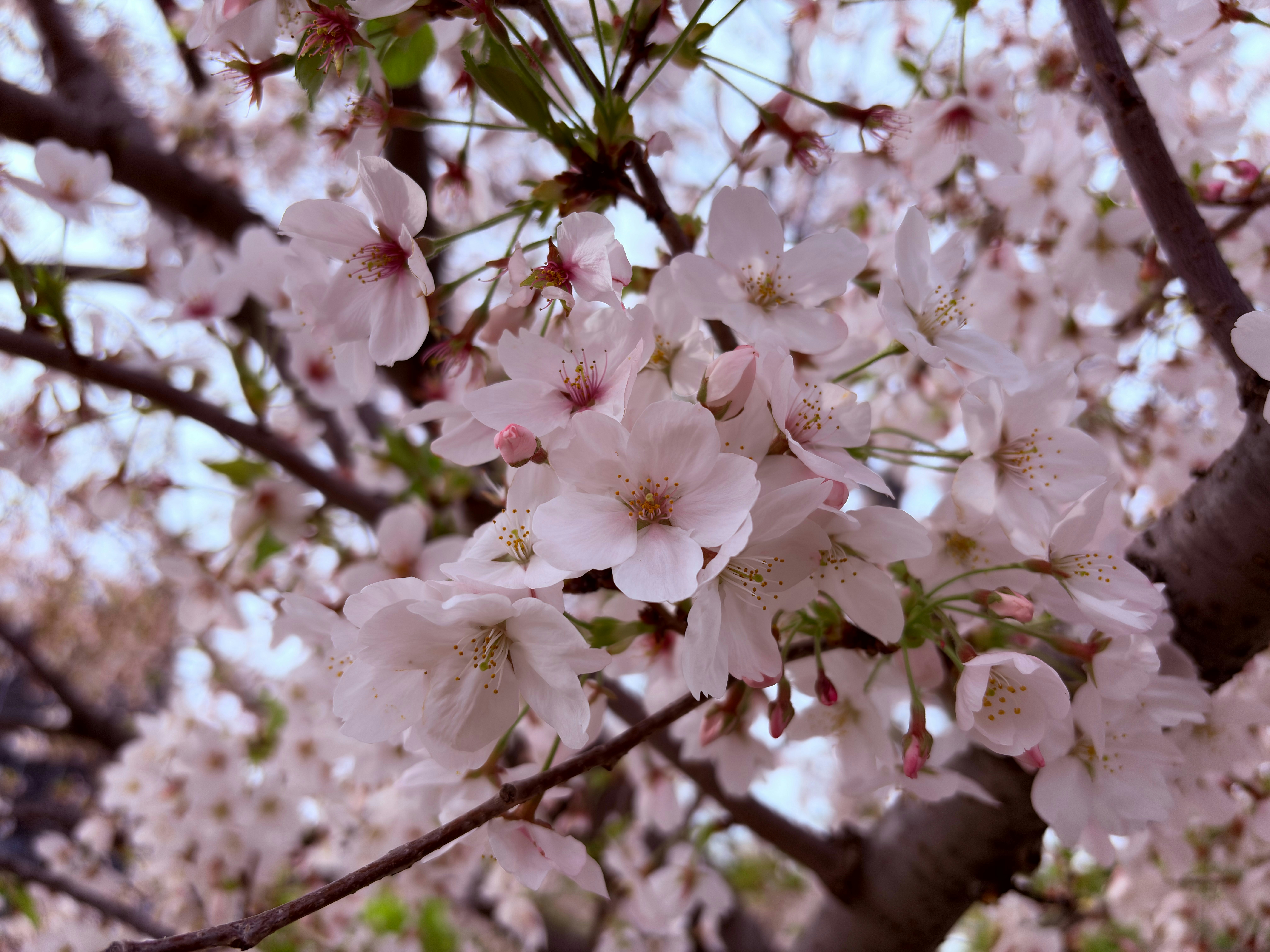 Close-up of pale pink cherry blossoms in a dense canopy, capturing the delicate petals and subtle background blur. This is a natural, photographic study of blossoms.