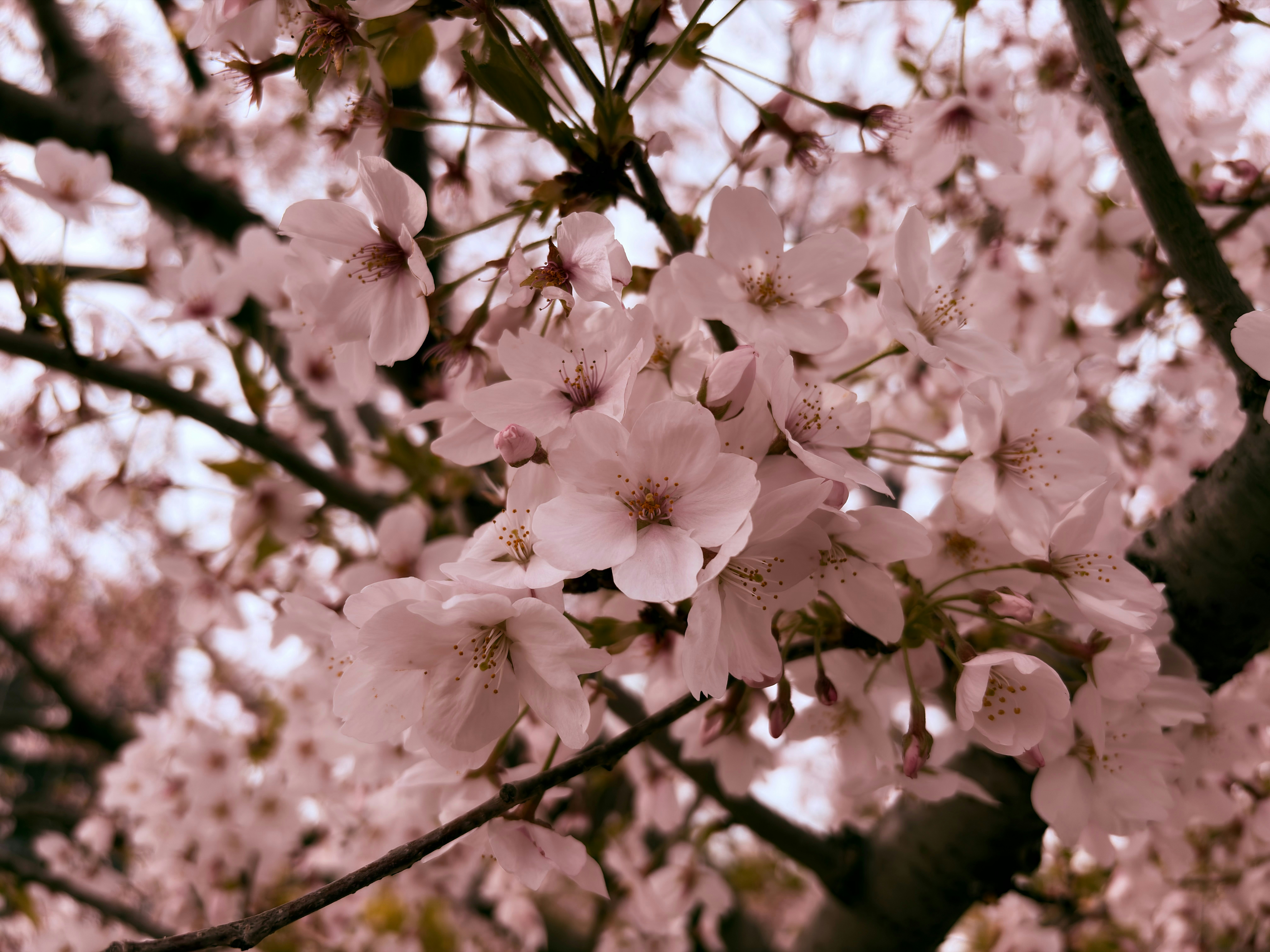 Blossom Burst: Soft Pink Cherry in Focus