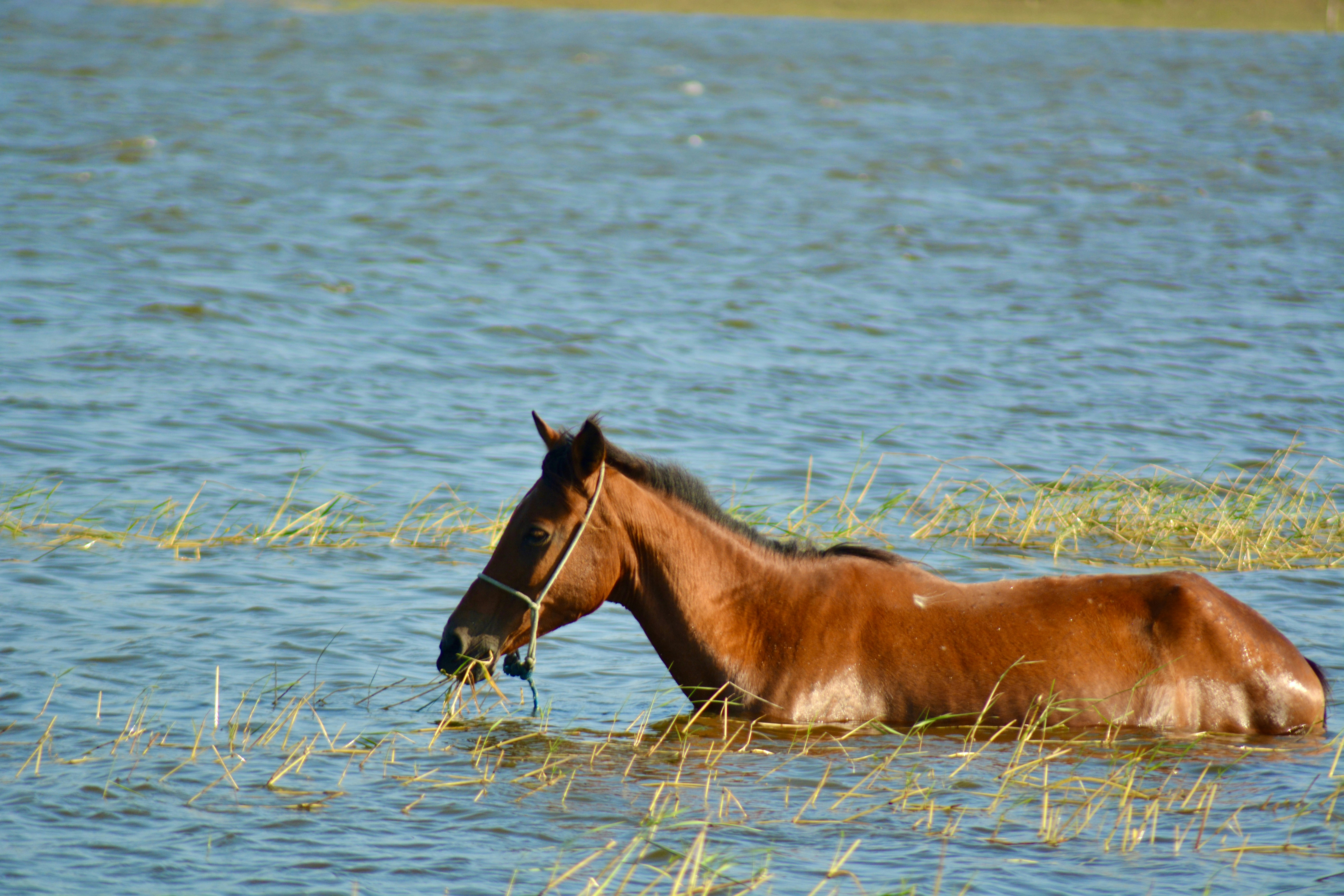 Waterbound Grace: A Chestnut Horse Reposes in Quiet Reeds