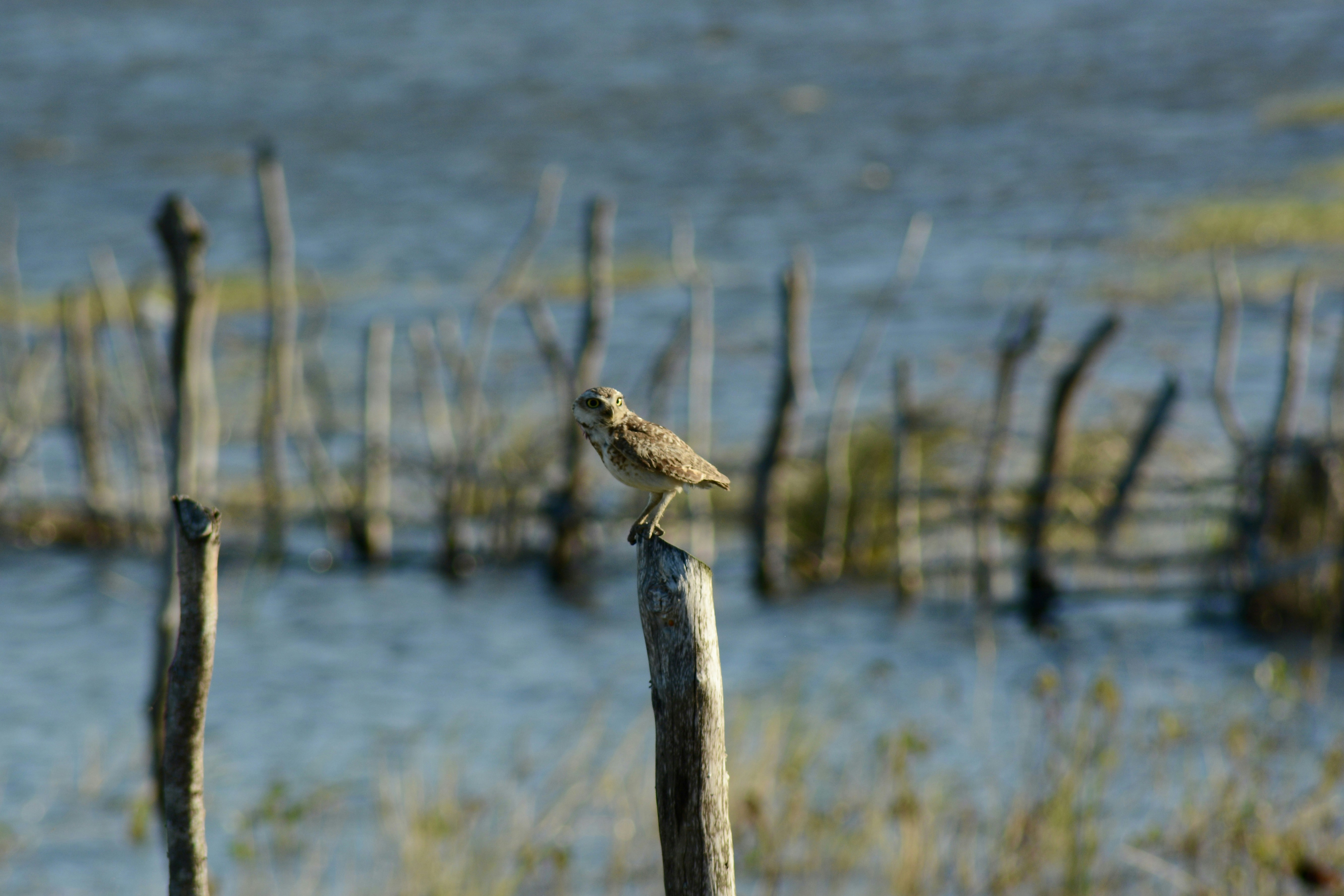 Small shorebird perched on a weathered wooden post along a tidal landscape, with blurred background water and posts suggesting a coastal marsh.