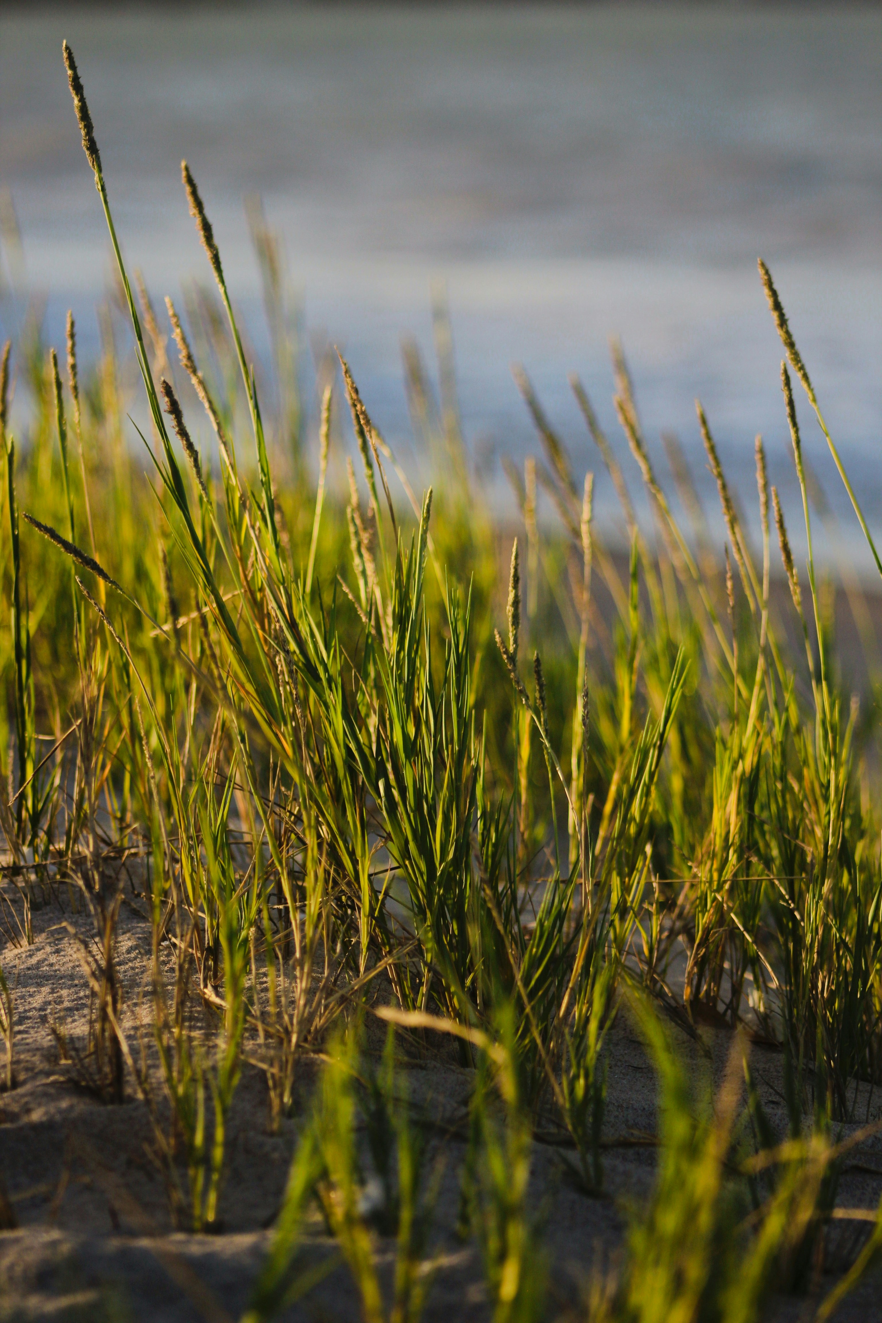 Dune Grass in Soft Evening Light by the Shore