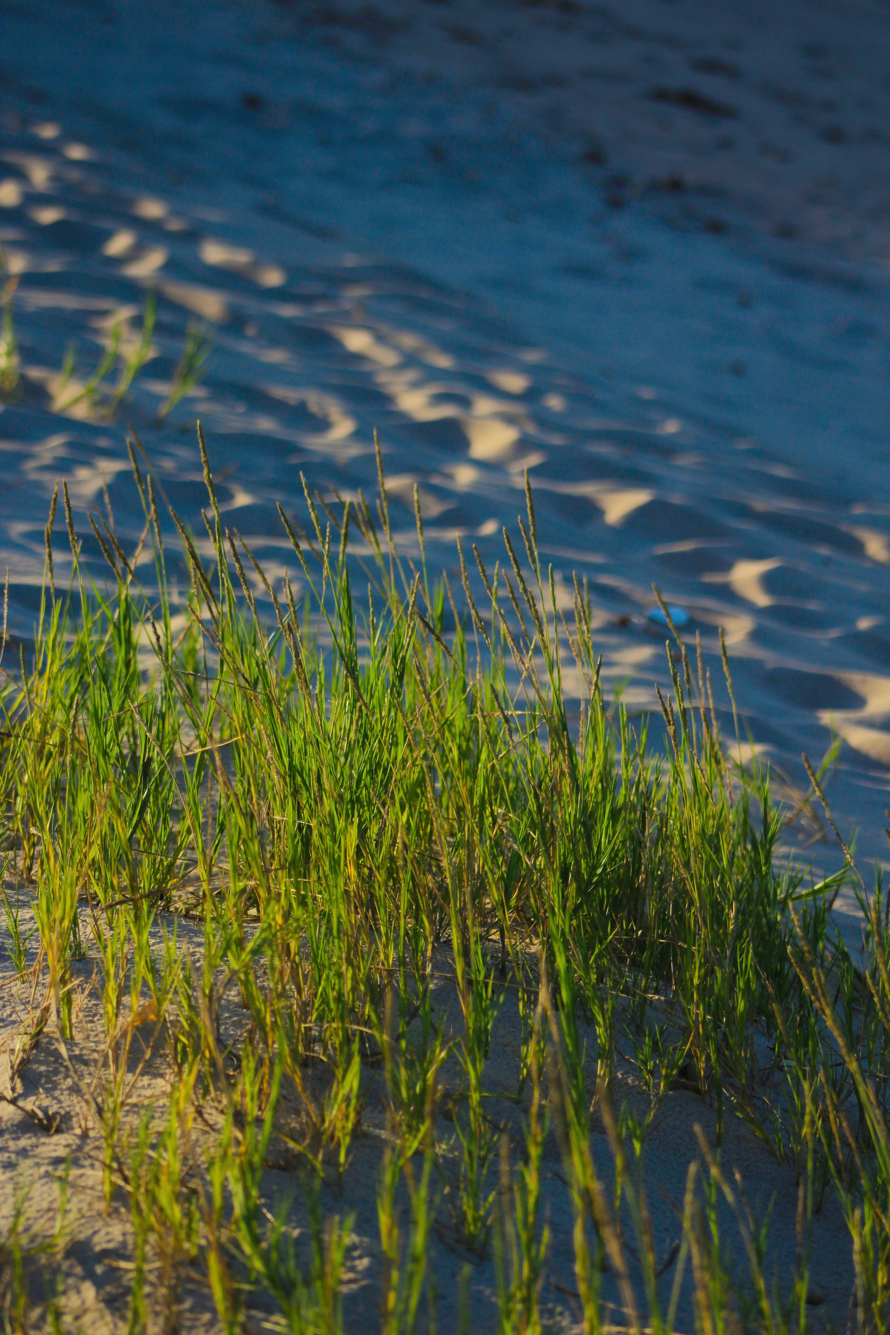 Emerald Grass at the Shoreline Edge