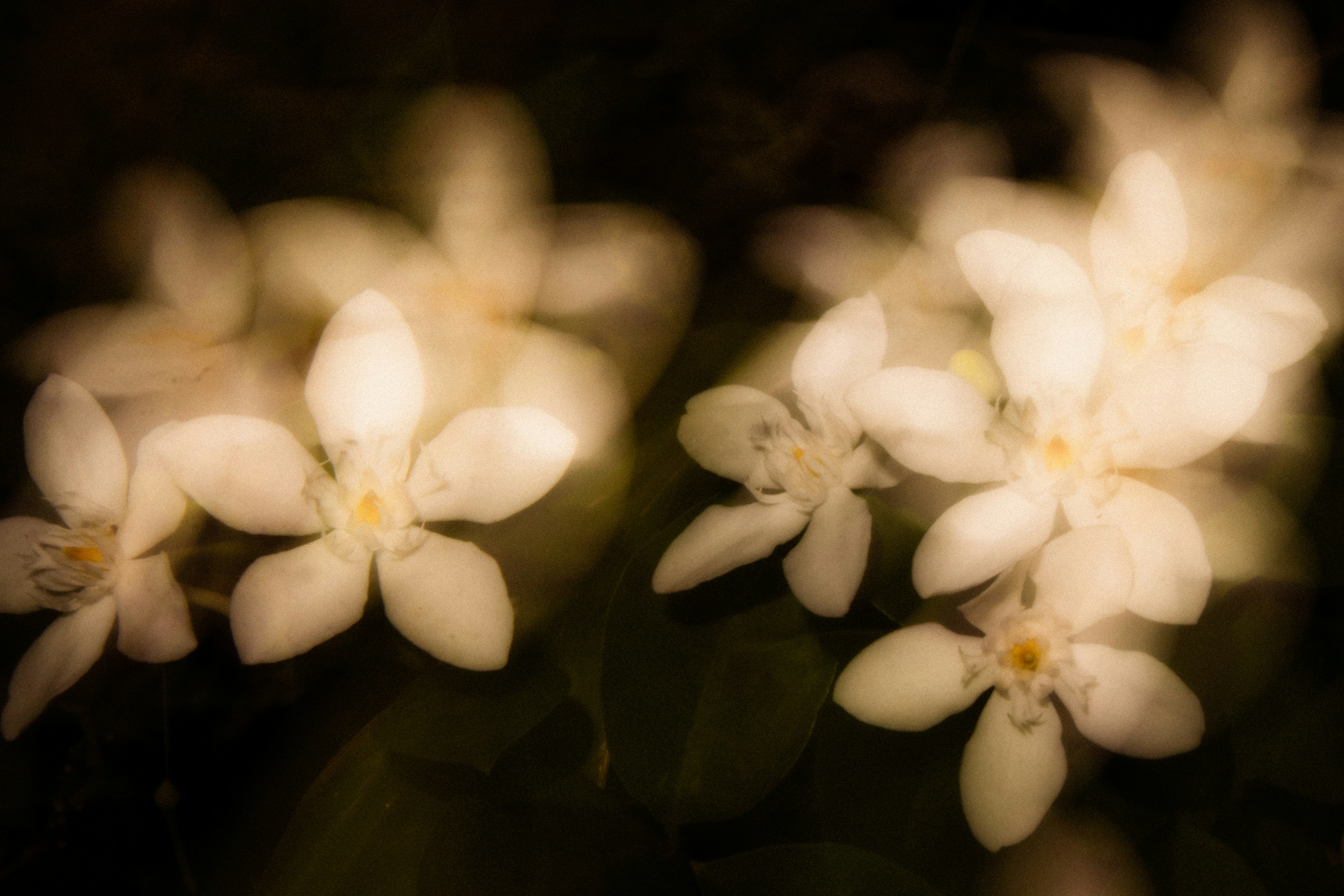 Soft Bloom: Delicate Jasmine Cluster in a Warm Glow