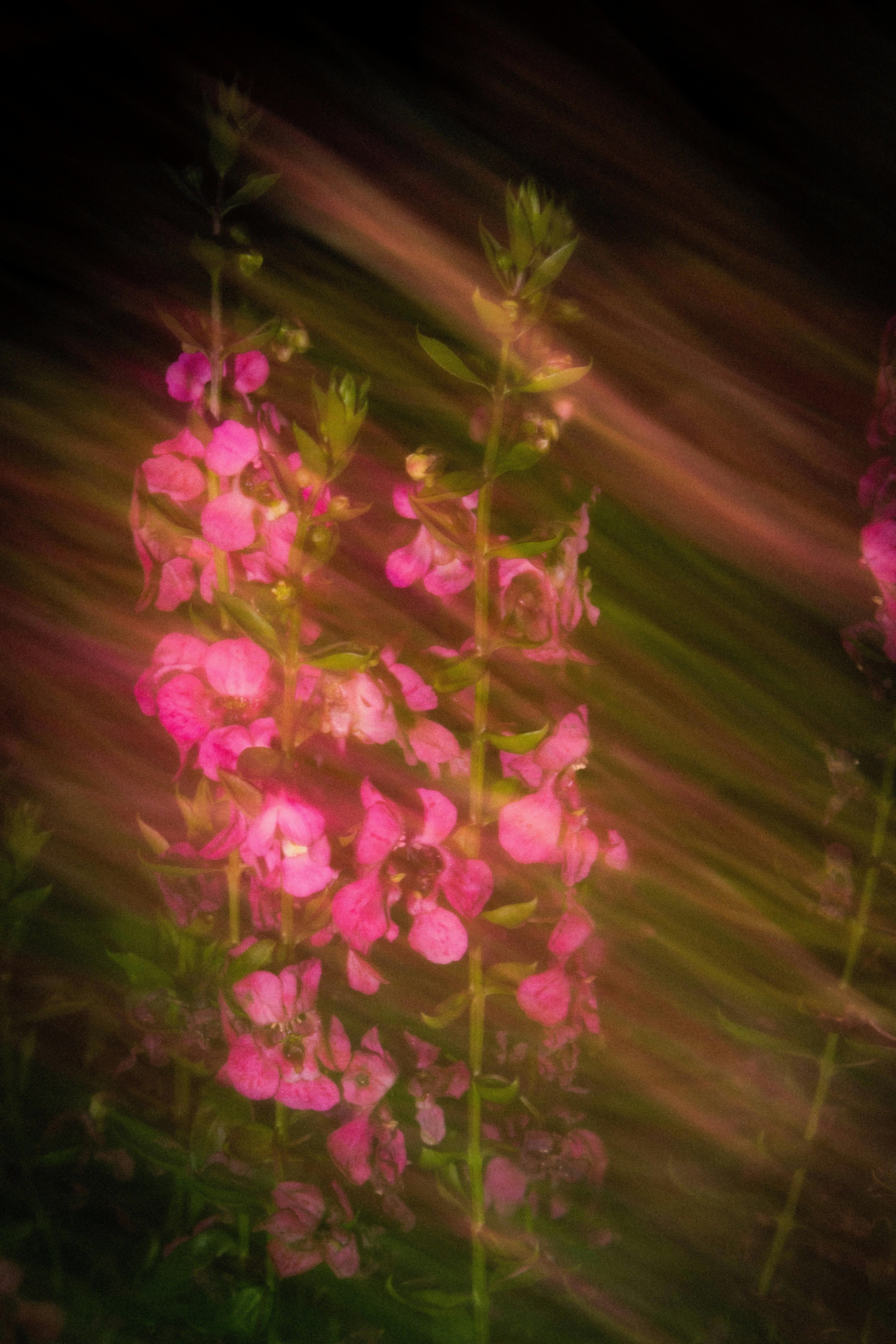 Pink Jagged Blooms in Soft Night Motion