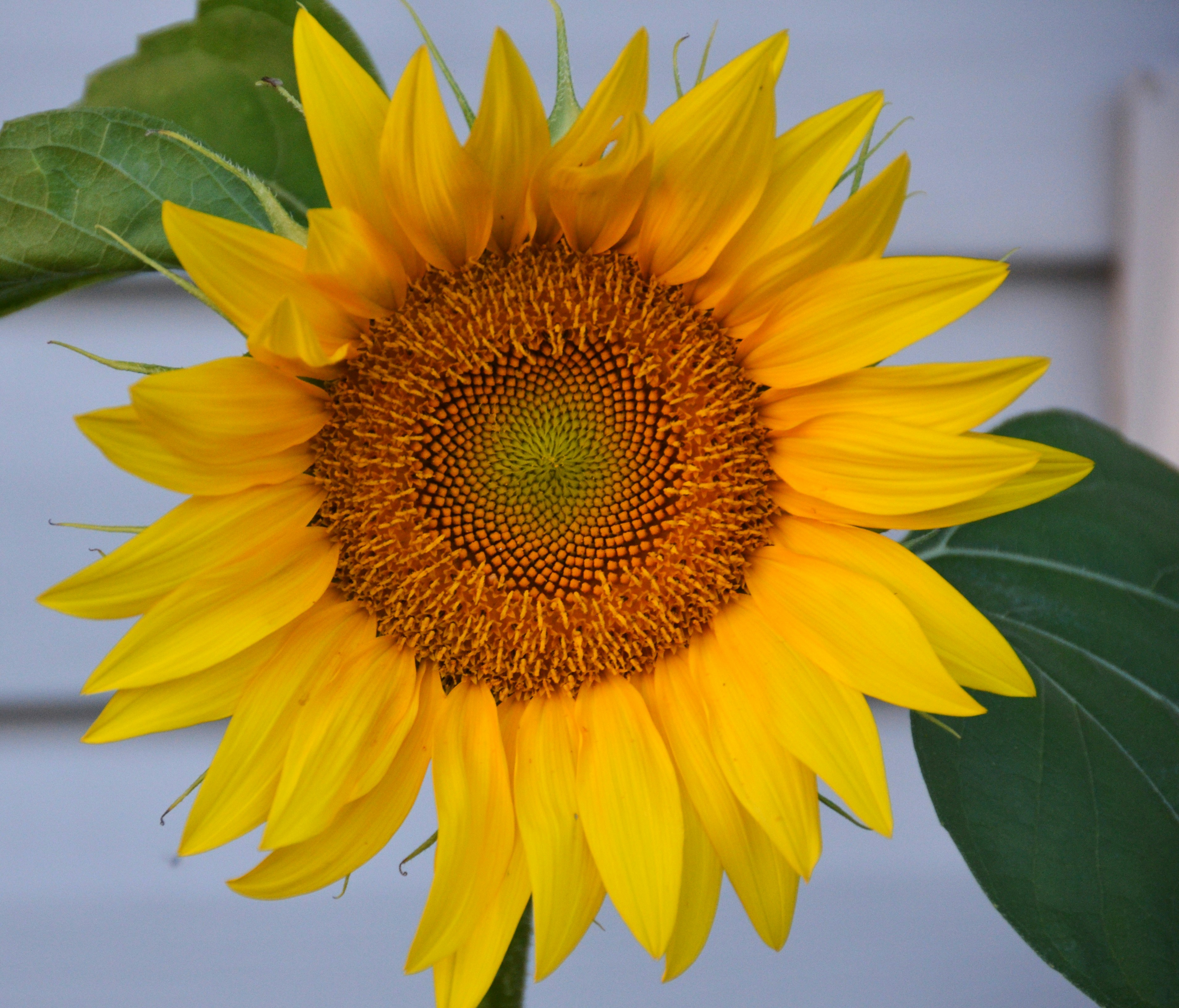 Sunburst Macro: Centered Dawn of a Sunflower