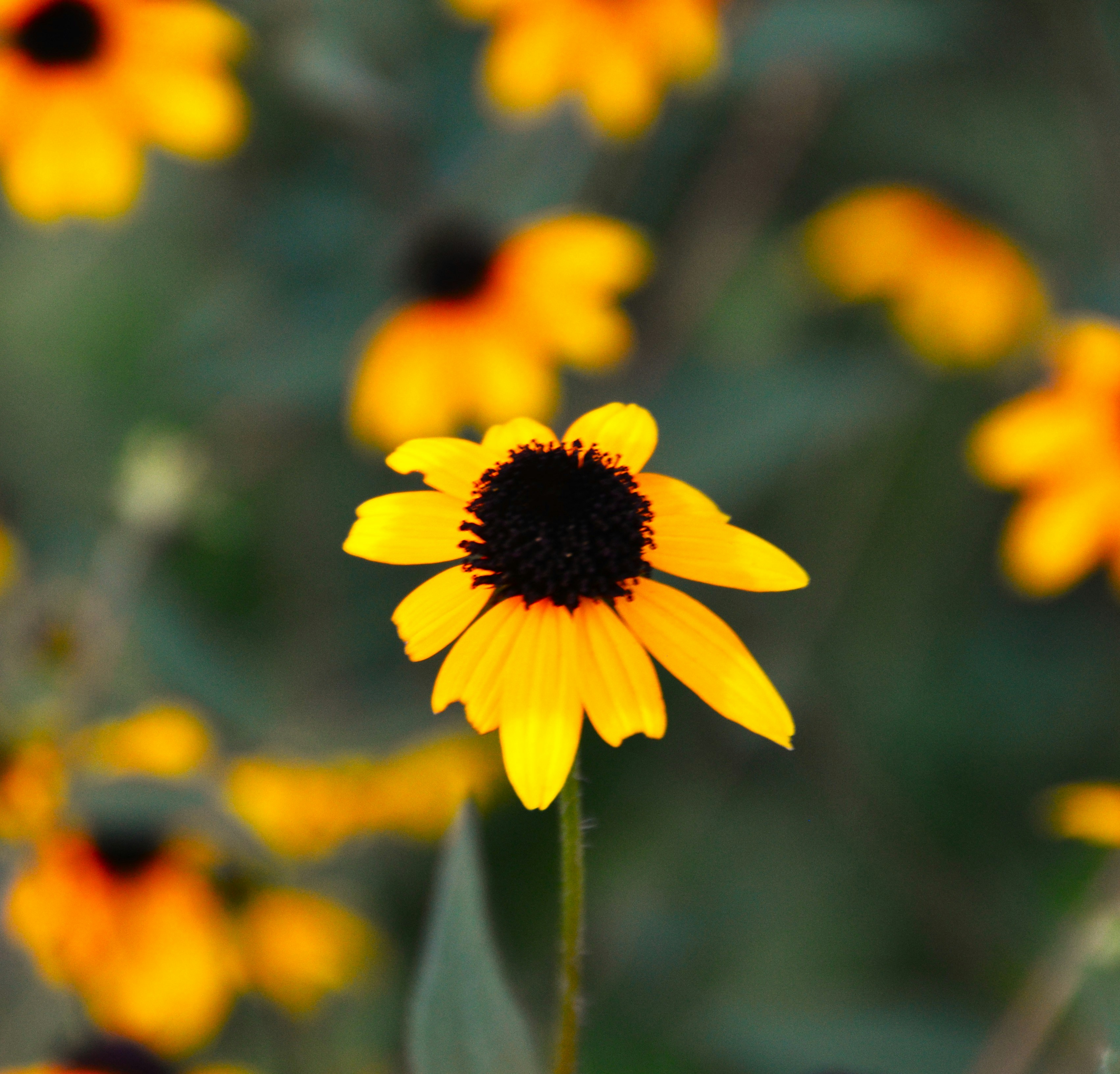 Bright yellow daisy-like flower with dark center stands in sharp focus against a soft, blurred garden background.