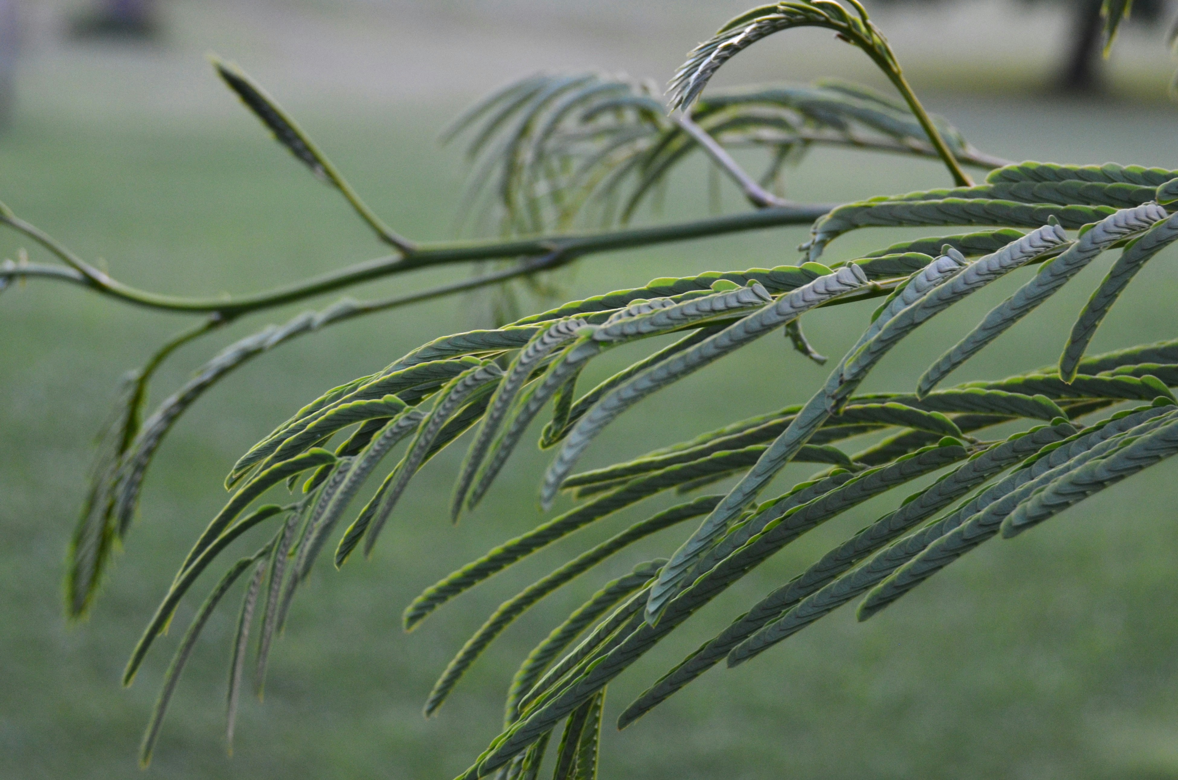 Close-up Sprig: Needle-like Leaves in Quiet Light