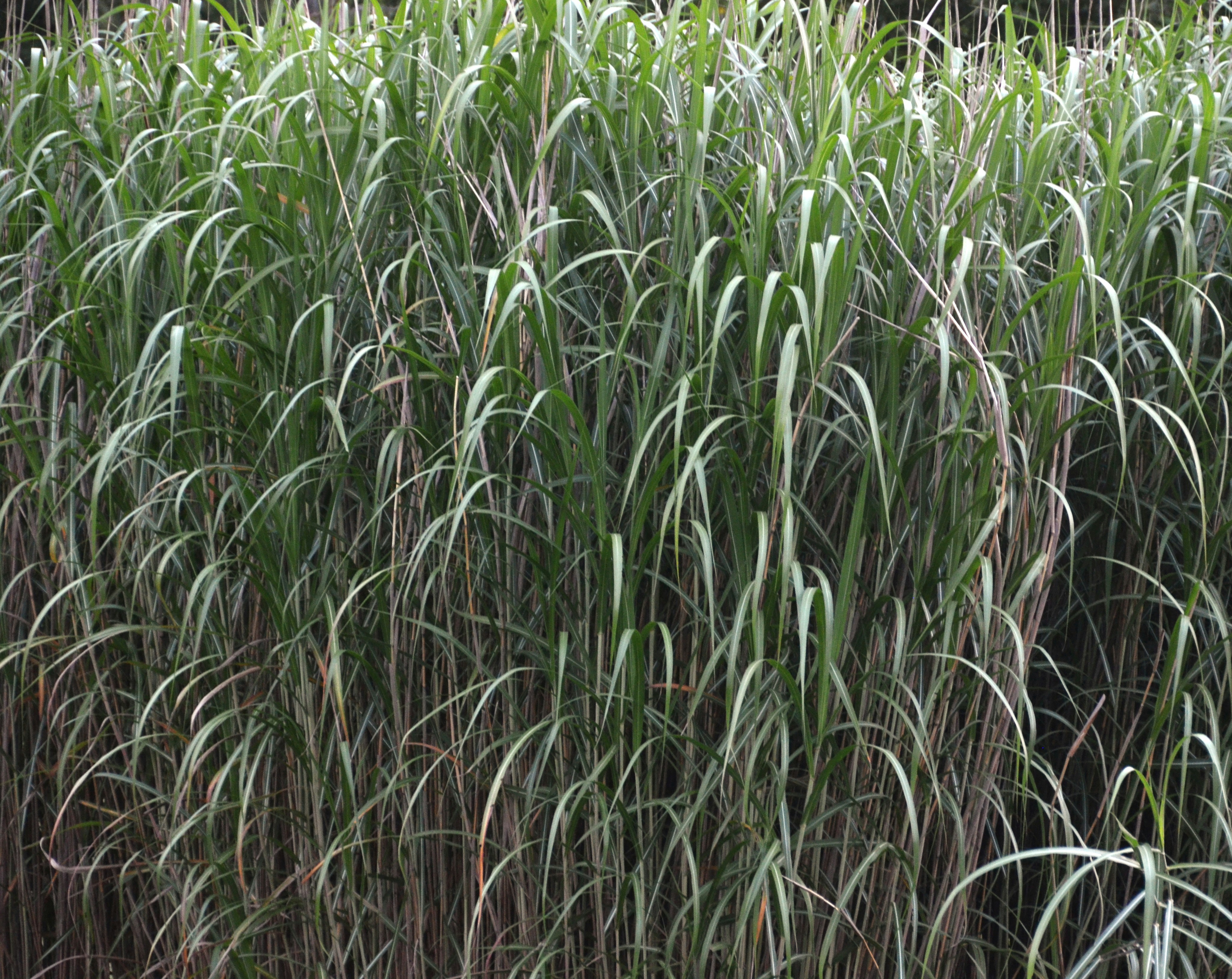 Emerald Reeds at Eye Level