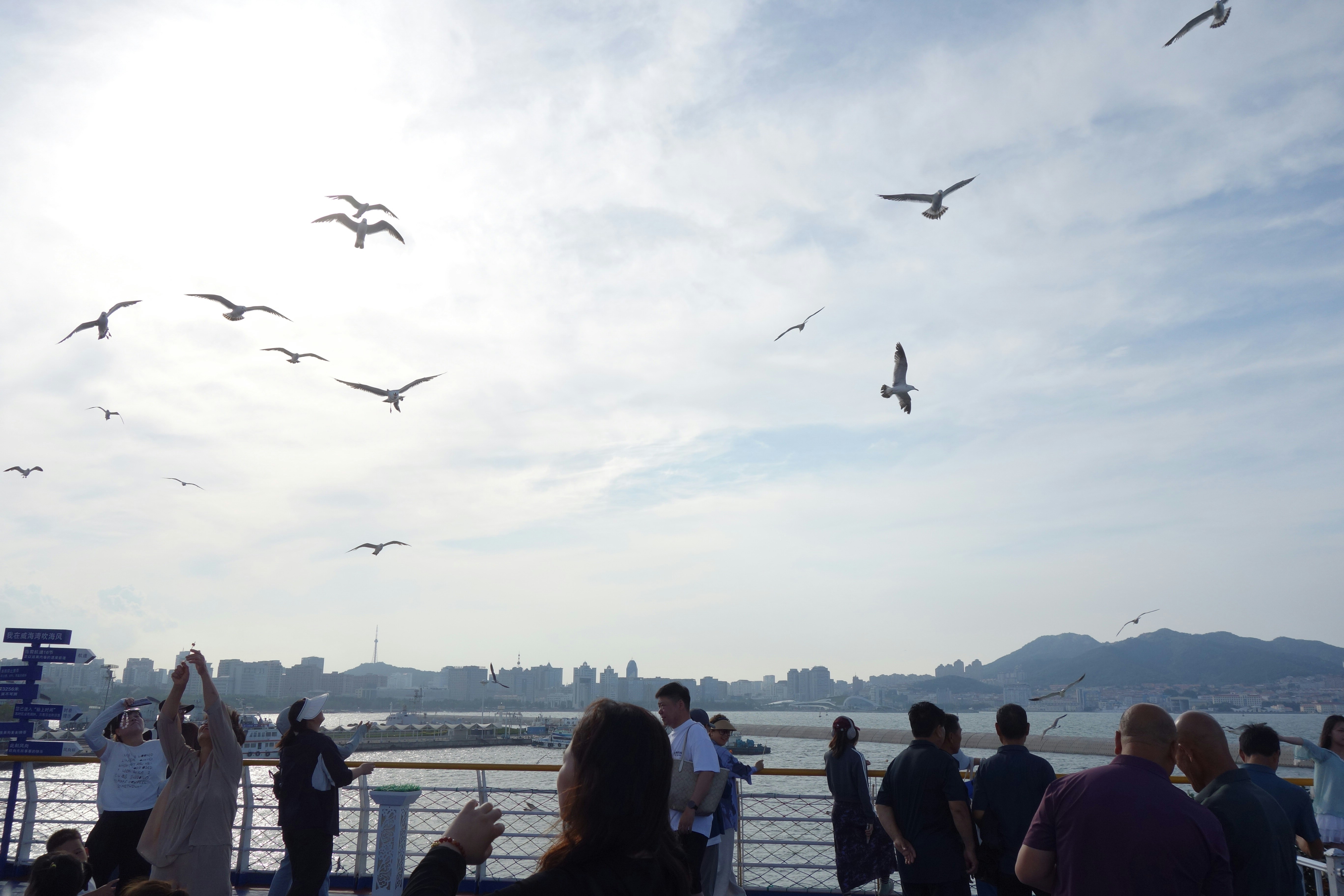 Crowd on a waterfront Promenade Beneath a Sky Full of Gulls