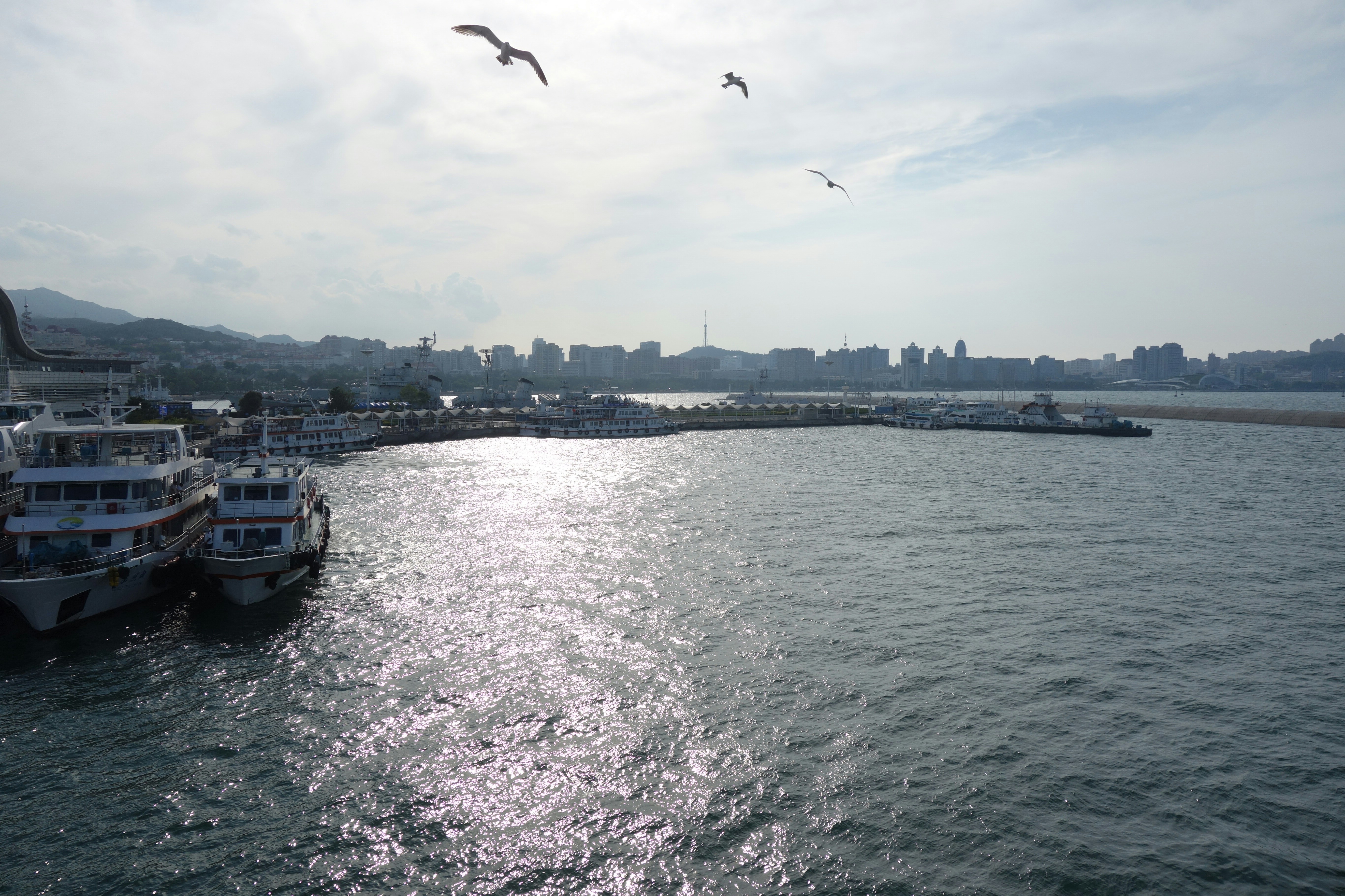 Harbor Light: Sunlit Scoops and Seagull Shadows