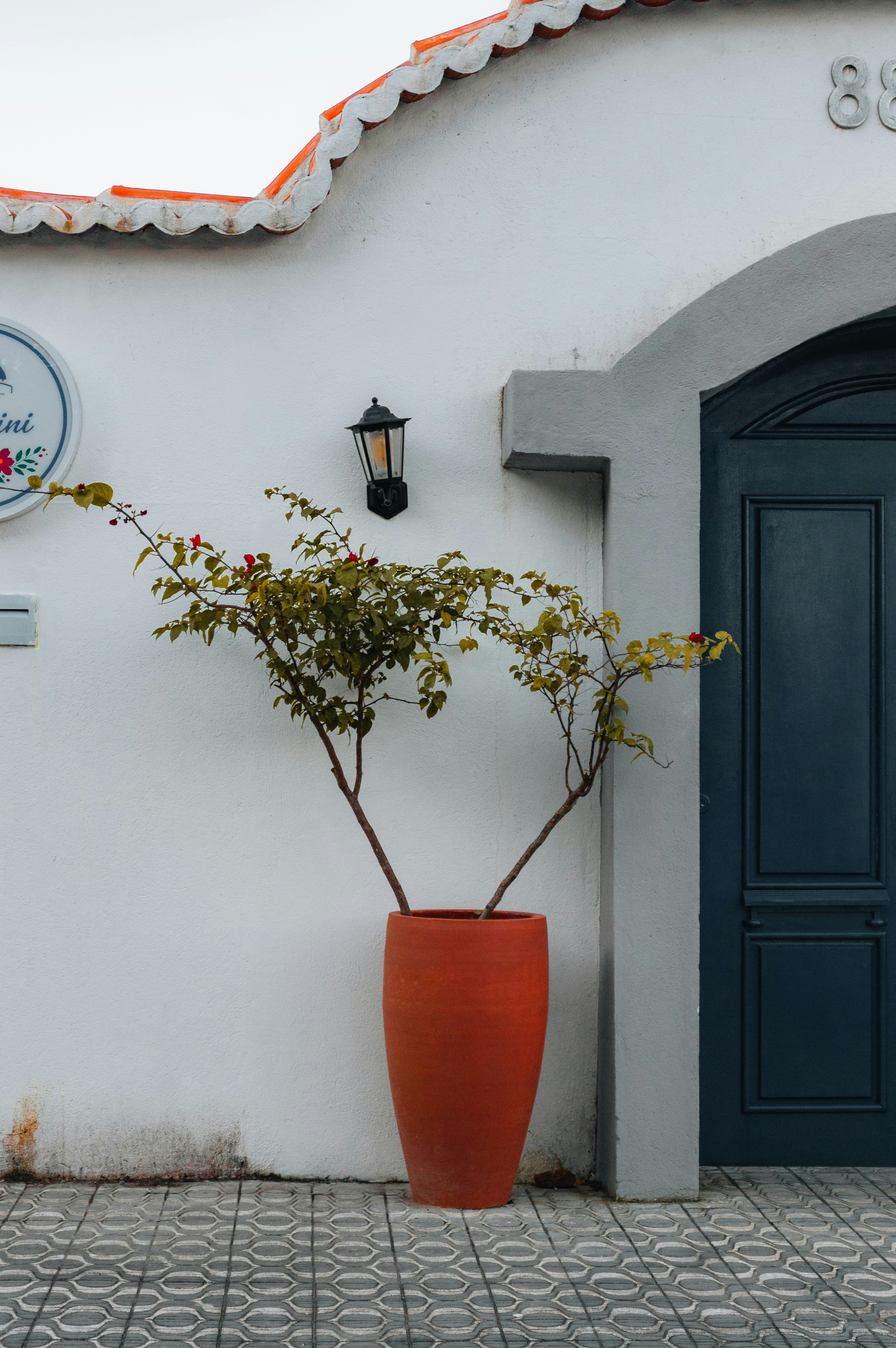 Terra Cotta Vase with Silhouetted Branches by a Coastal Door