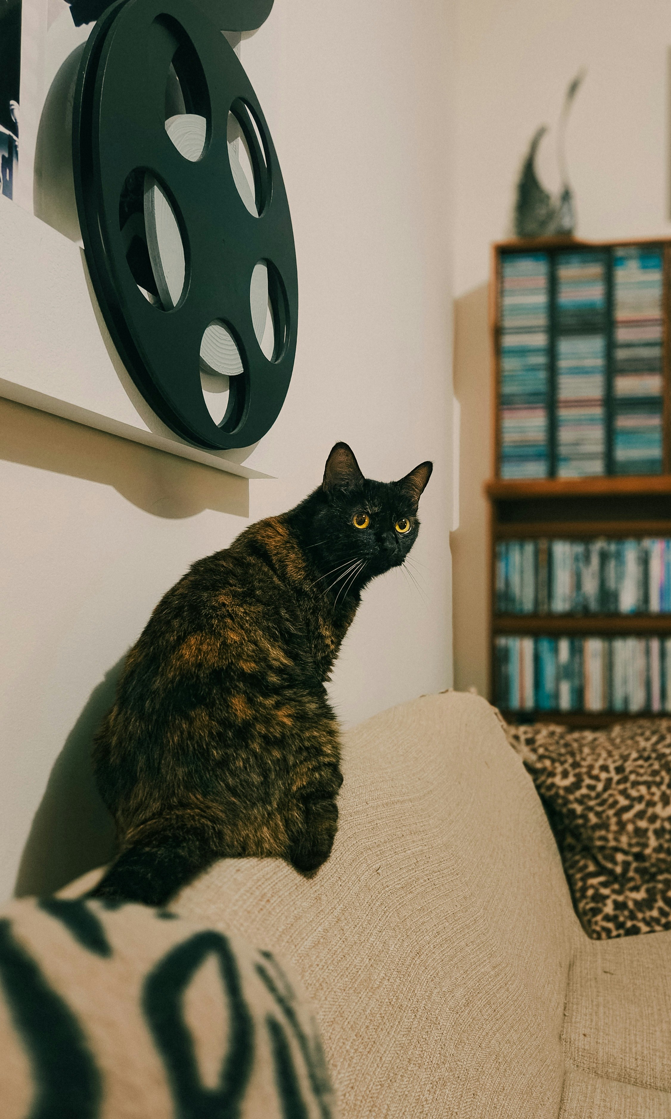 Curious Cat in a Living Room Spotlight