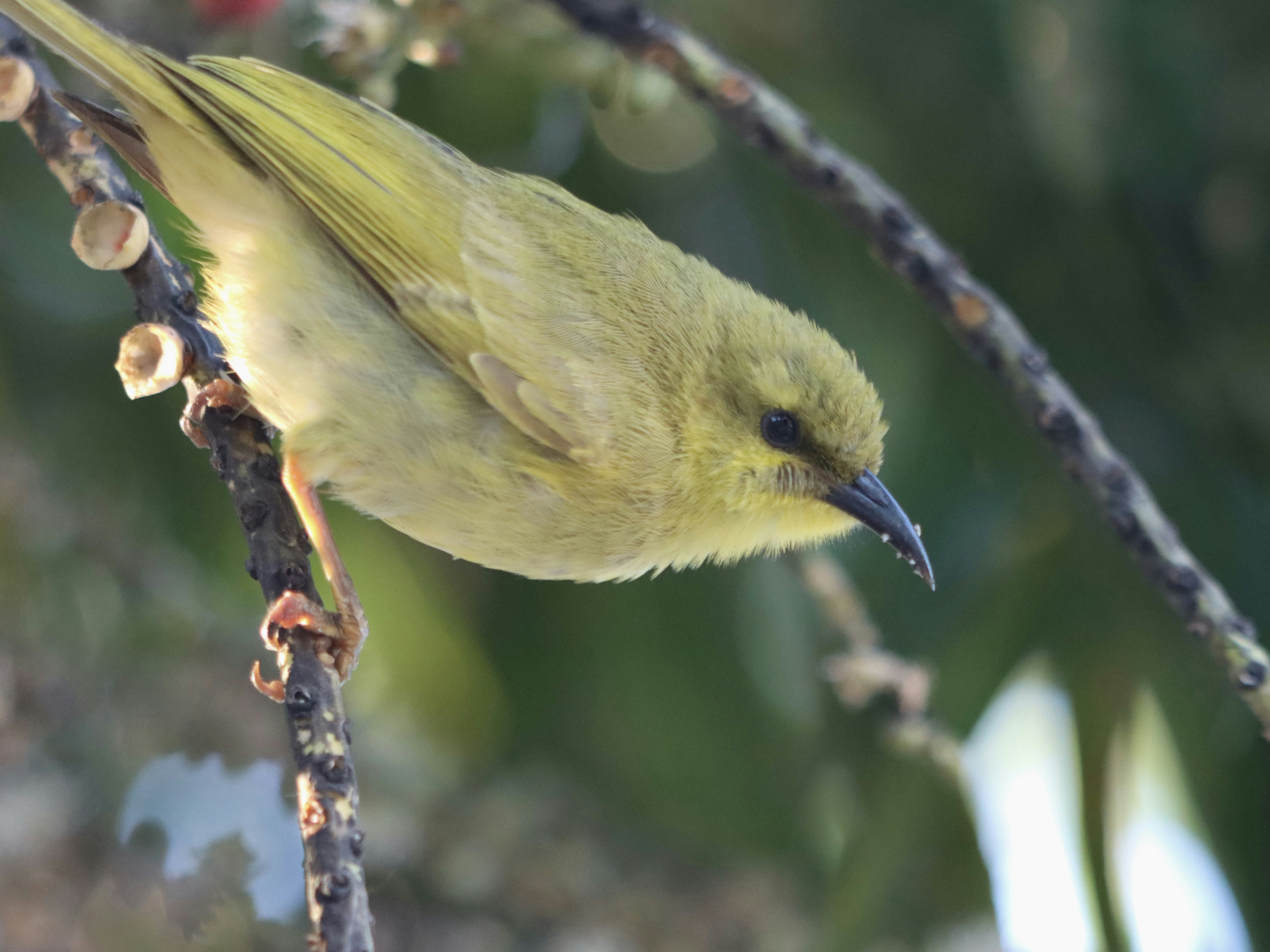 Verdant Beak: a green warbler clings to a branch