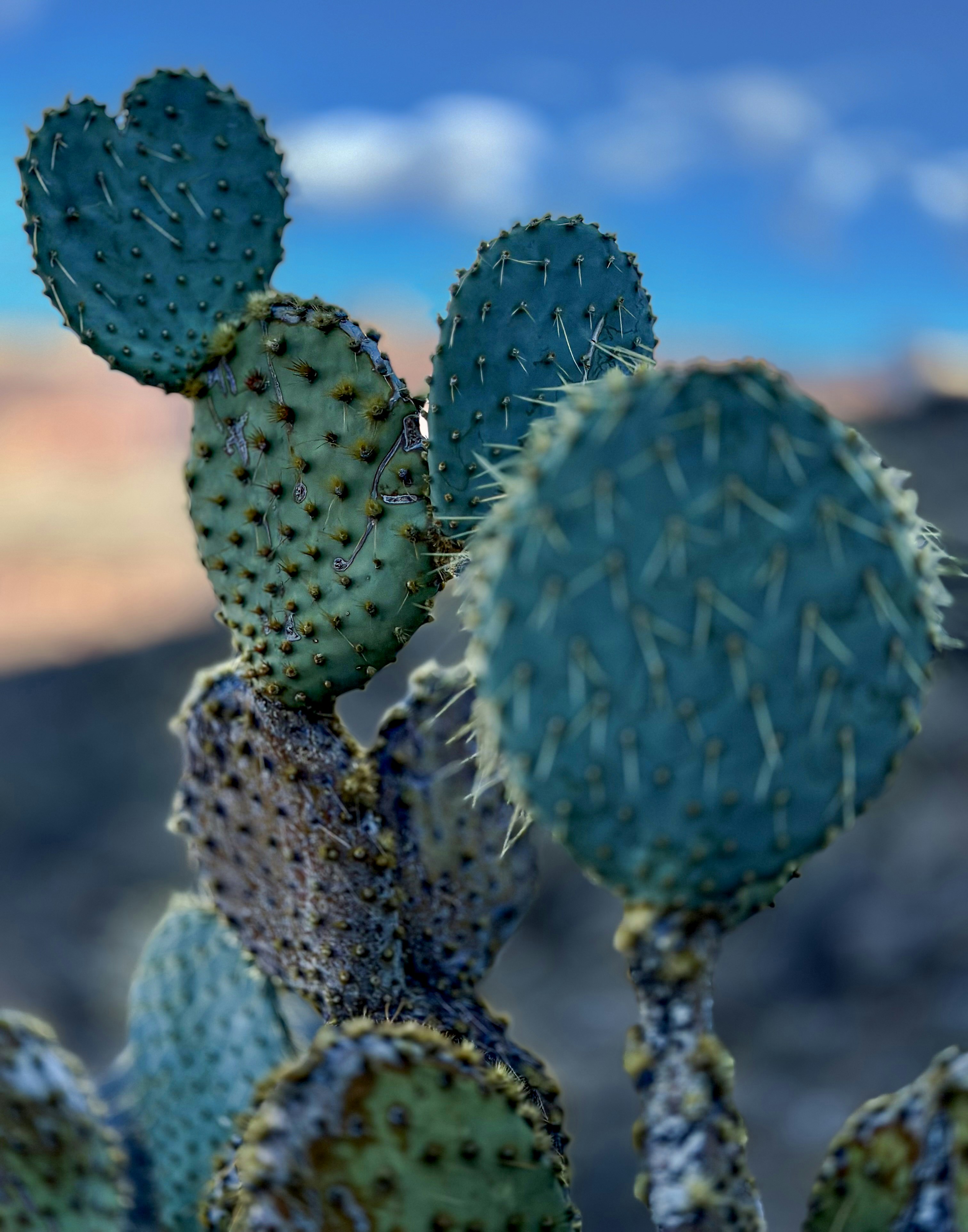 Desert Prickly: Blue-tinged Prickly Pear in Focus