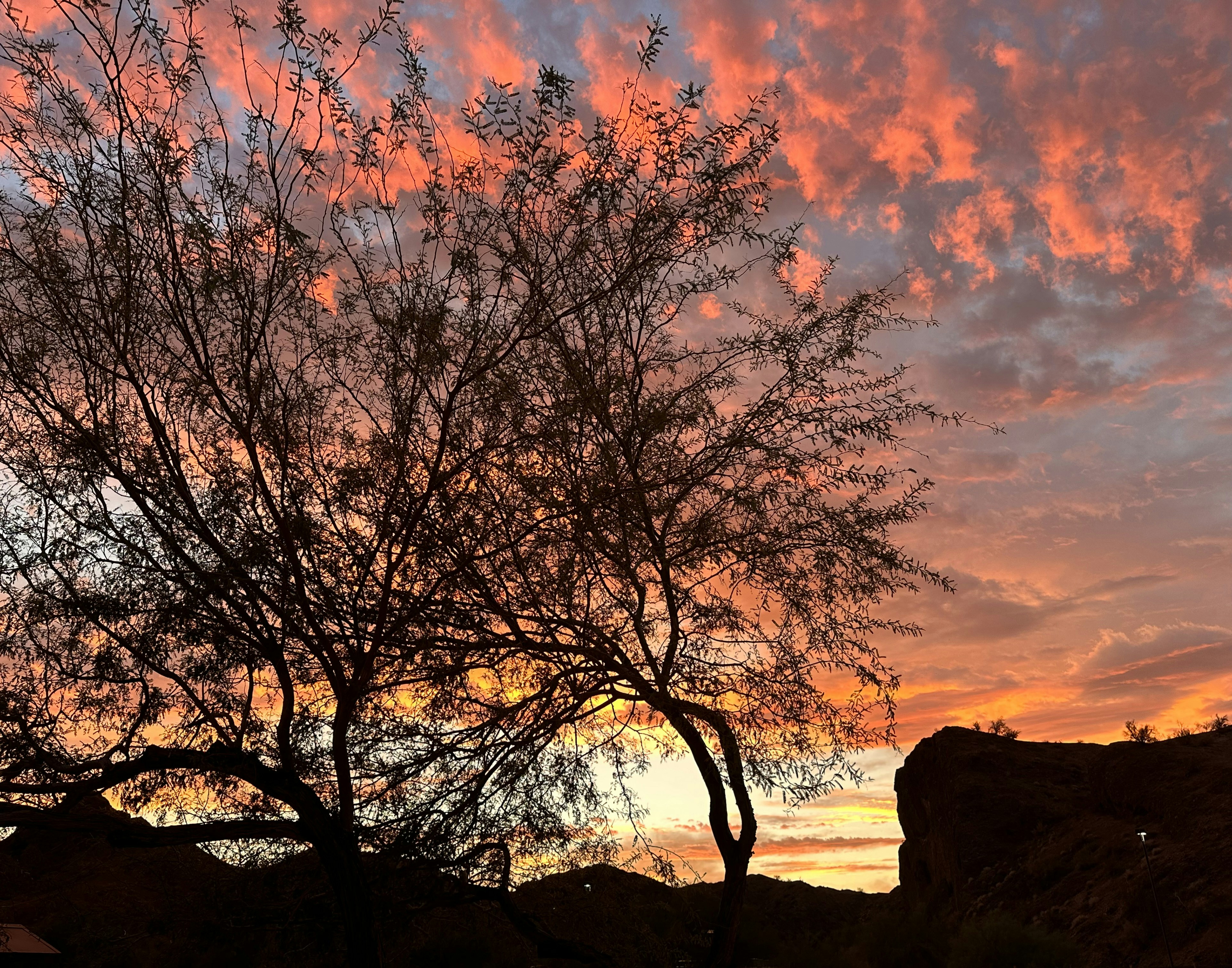 Silhouette Sentinel: Tree Against a Crimson Soiree