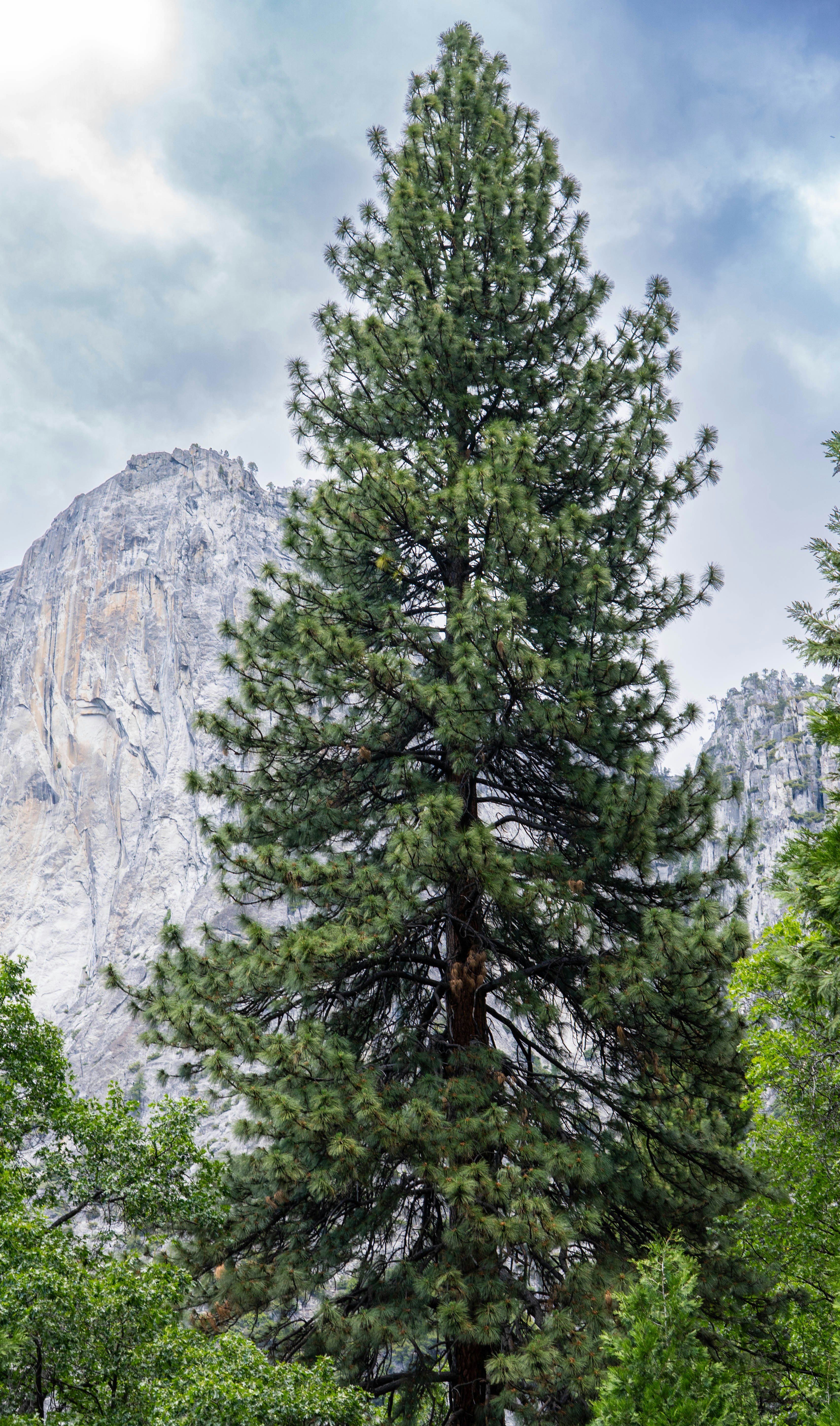Pine Sentinel Amid Alpine Cliffs