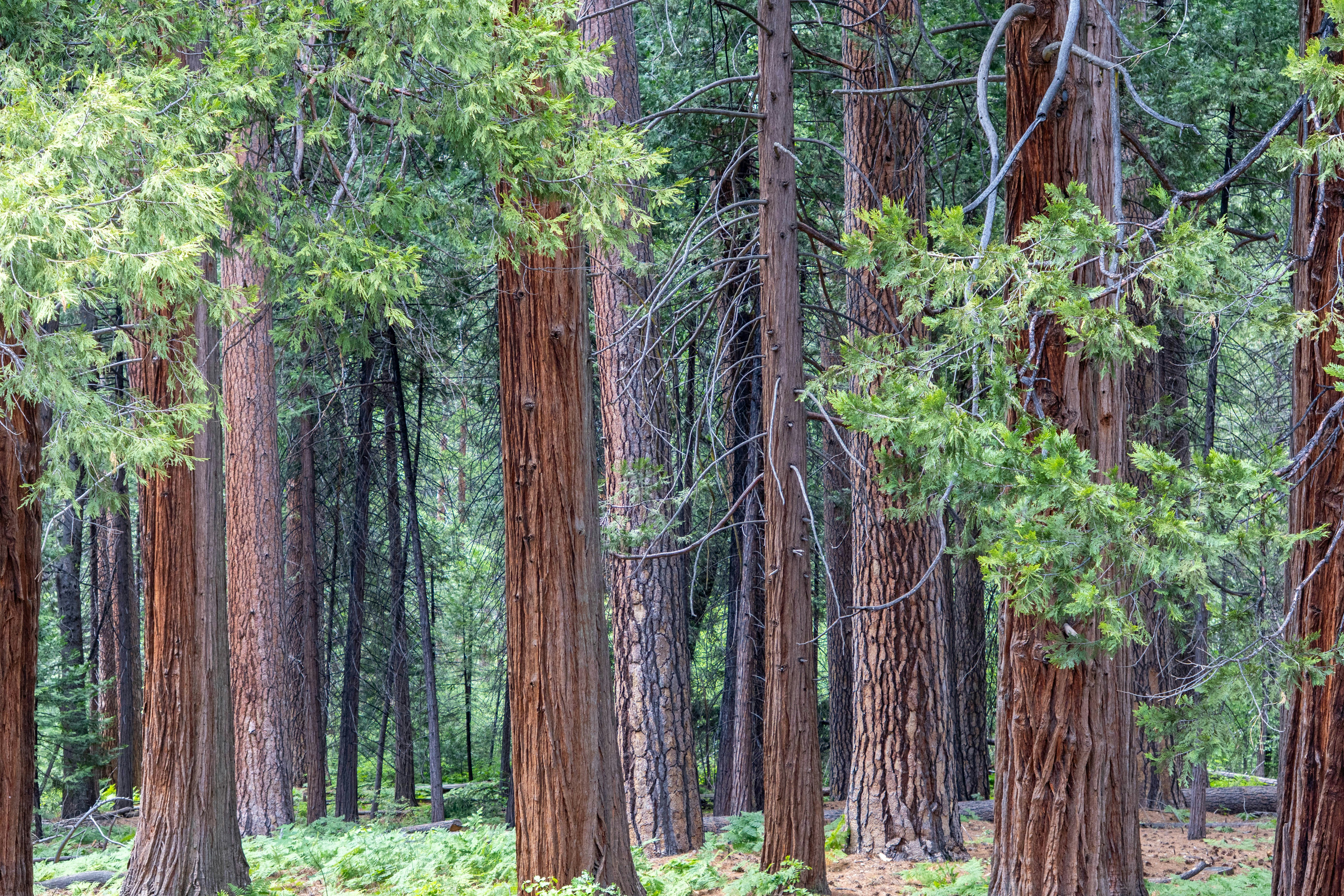 Forest Column Silence: A Stand of Redwood Giants