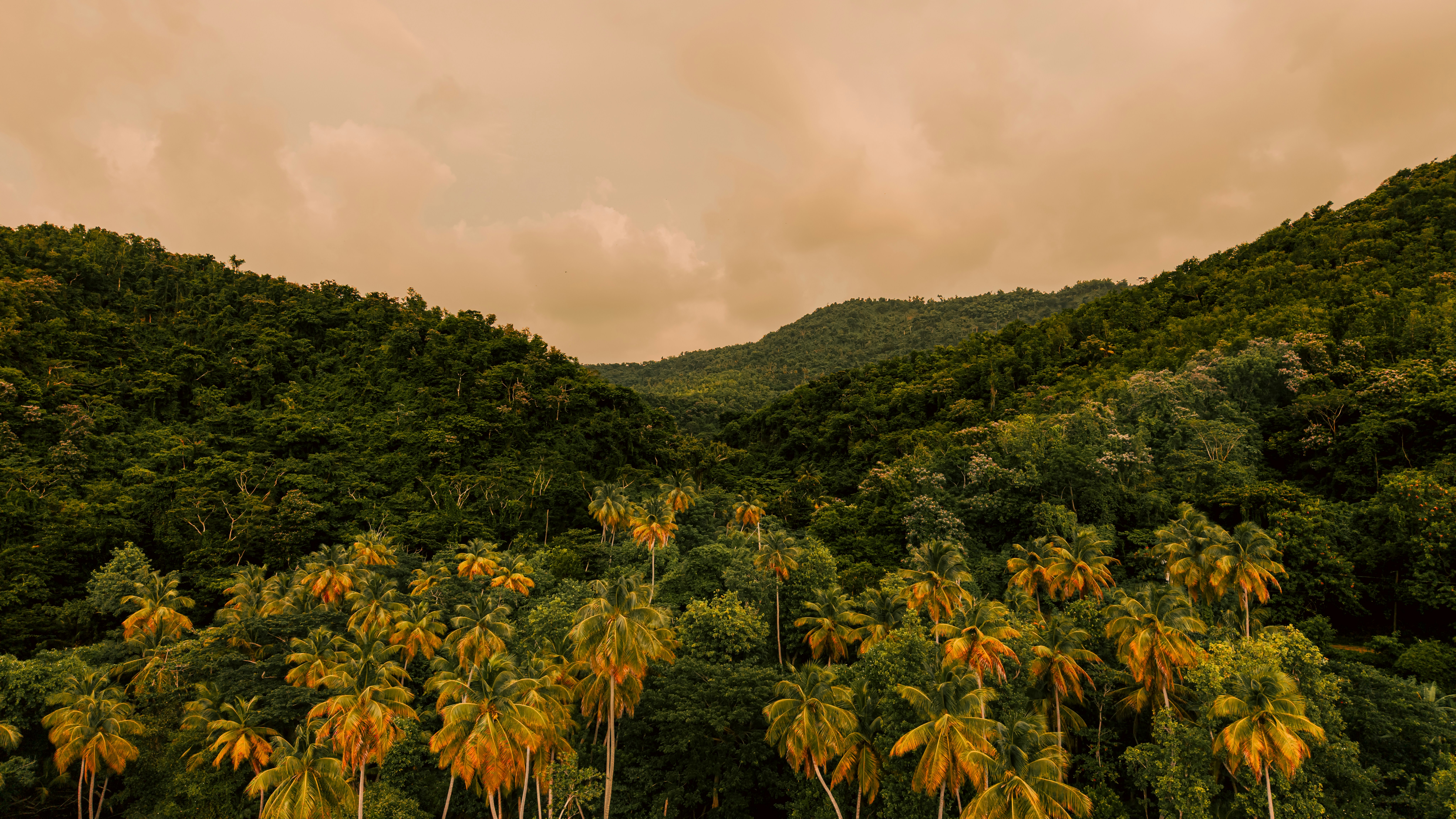 Verdant hillside forest with a cluster of tall palm trees under a warm, overcast sky; a serene, natural landscape captured from above as a drone view. This is a landscape photograph.