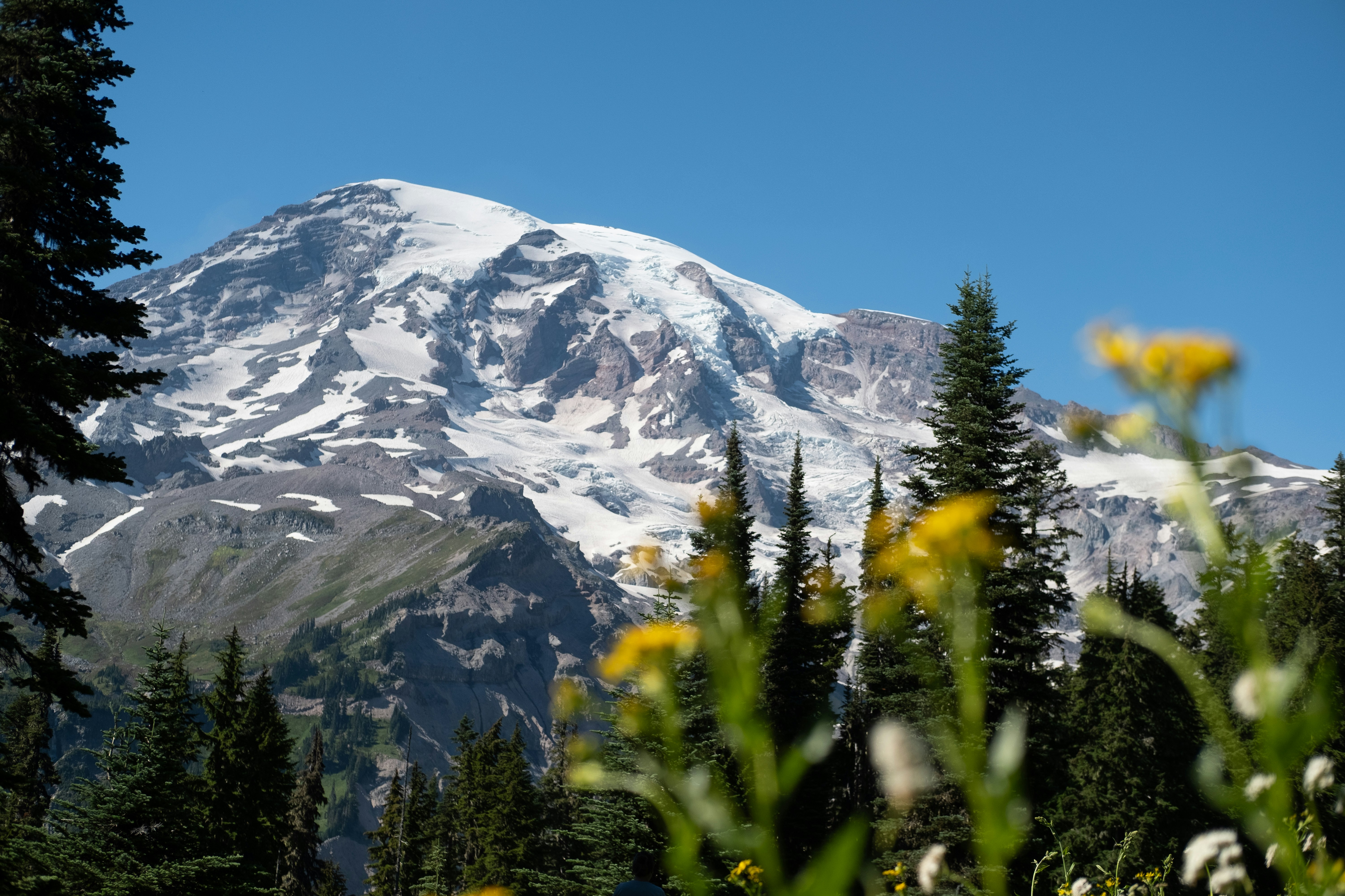 Snowbound Peak Surrounded by Wildflowers