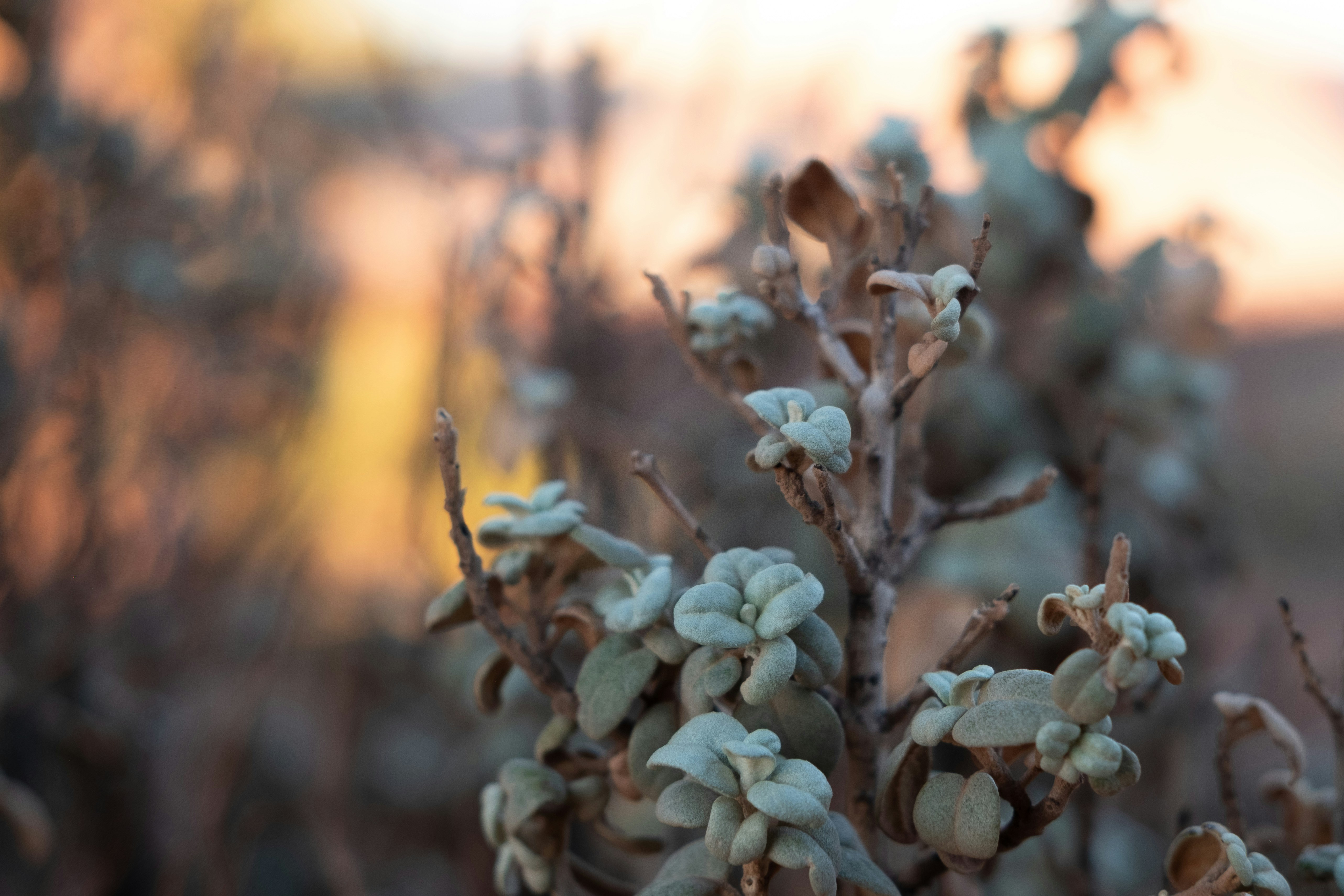 Dawn-Soft Crust: Frosted Foliage in Focus