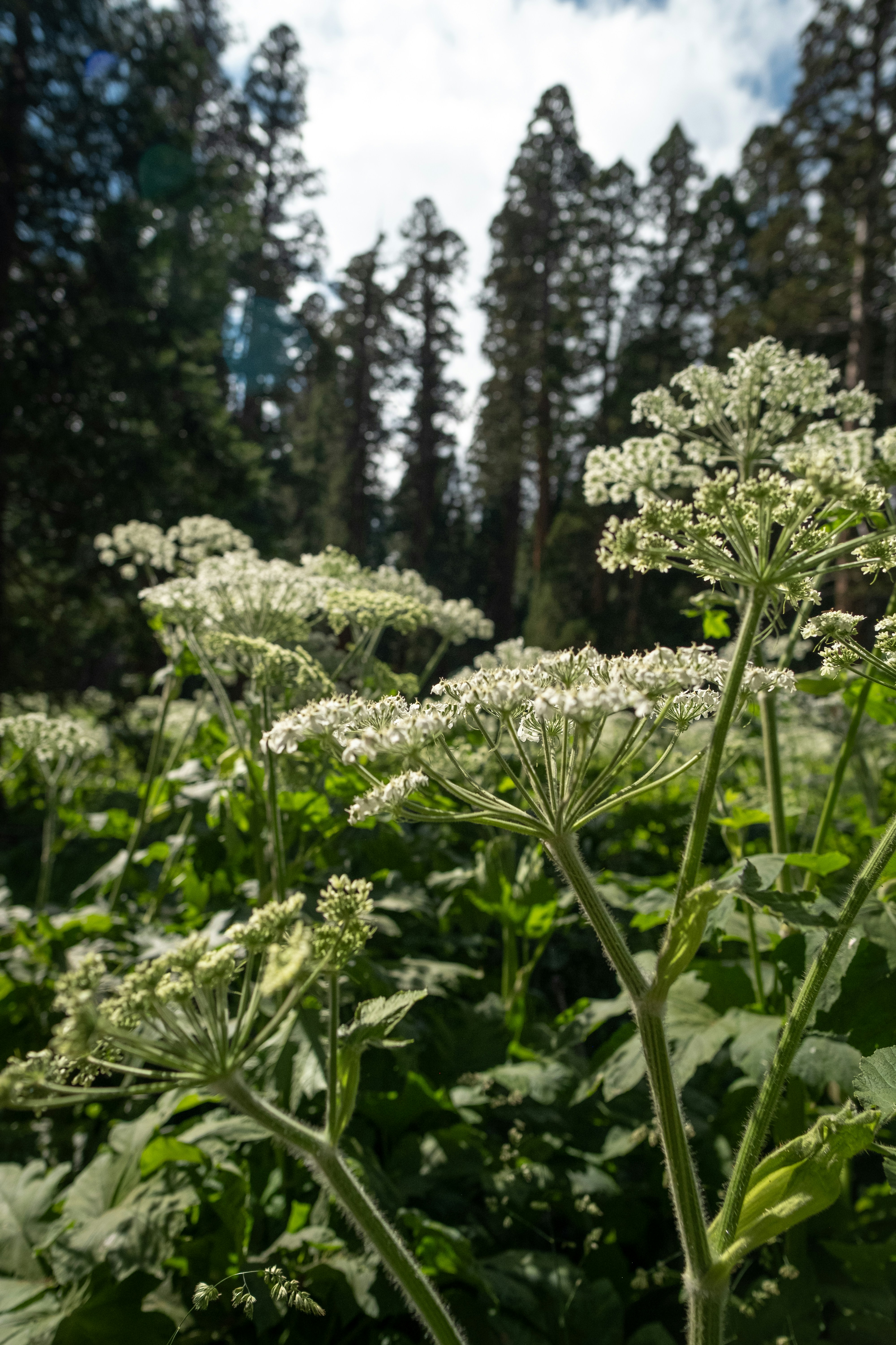 Sunlit Queen Anne's Lace Blooming Over a Forest Verge