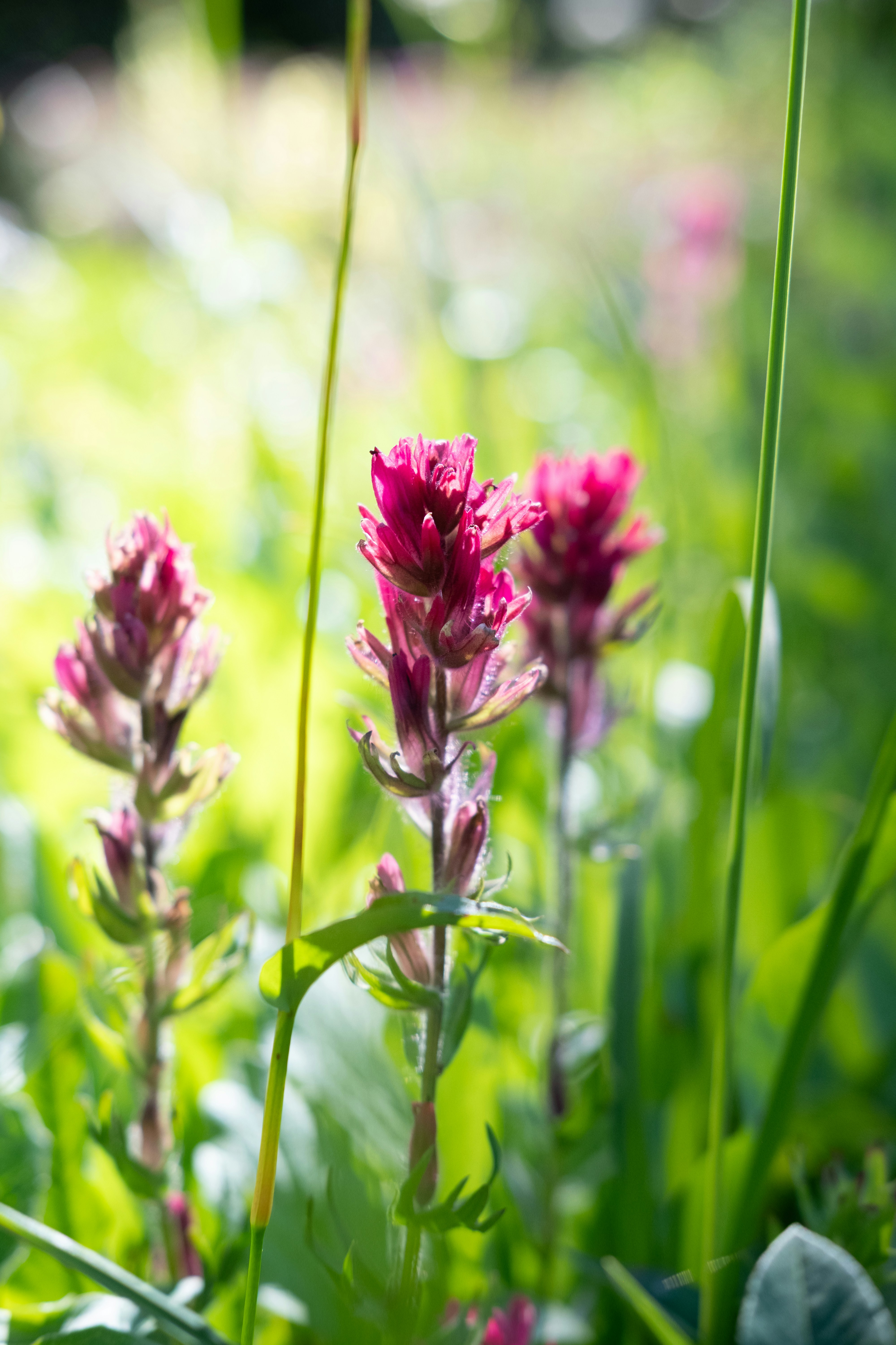 Crimson Flora in Soft Focus Meadow
