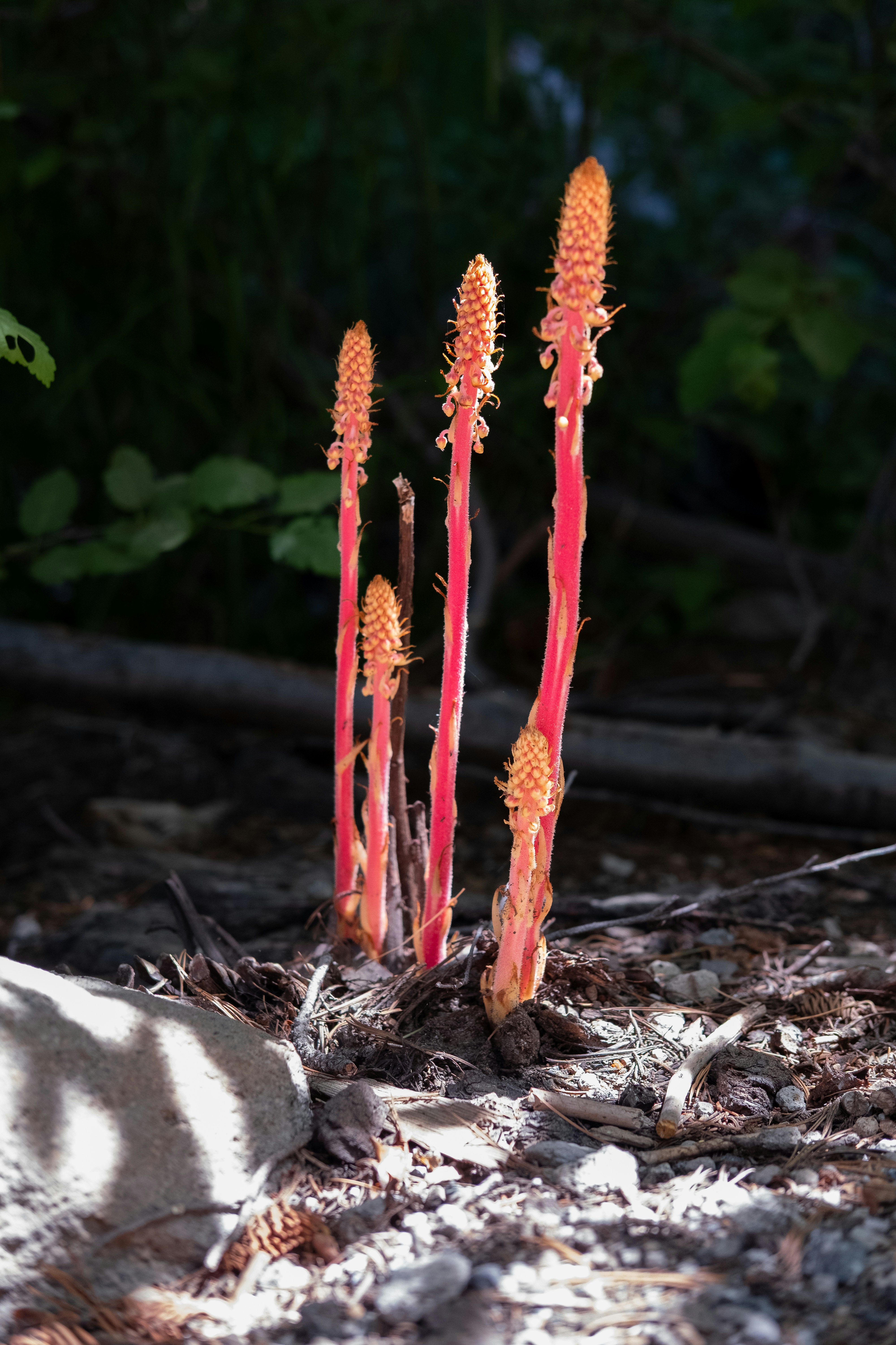 Scarlet Sprouts Emerging from Shadowed Ground