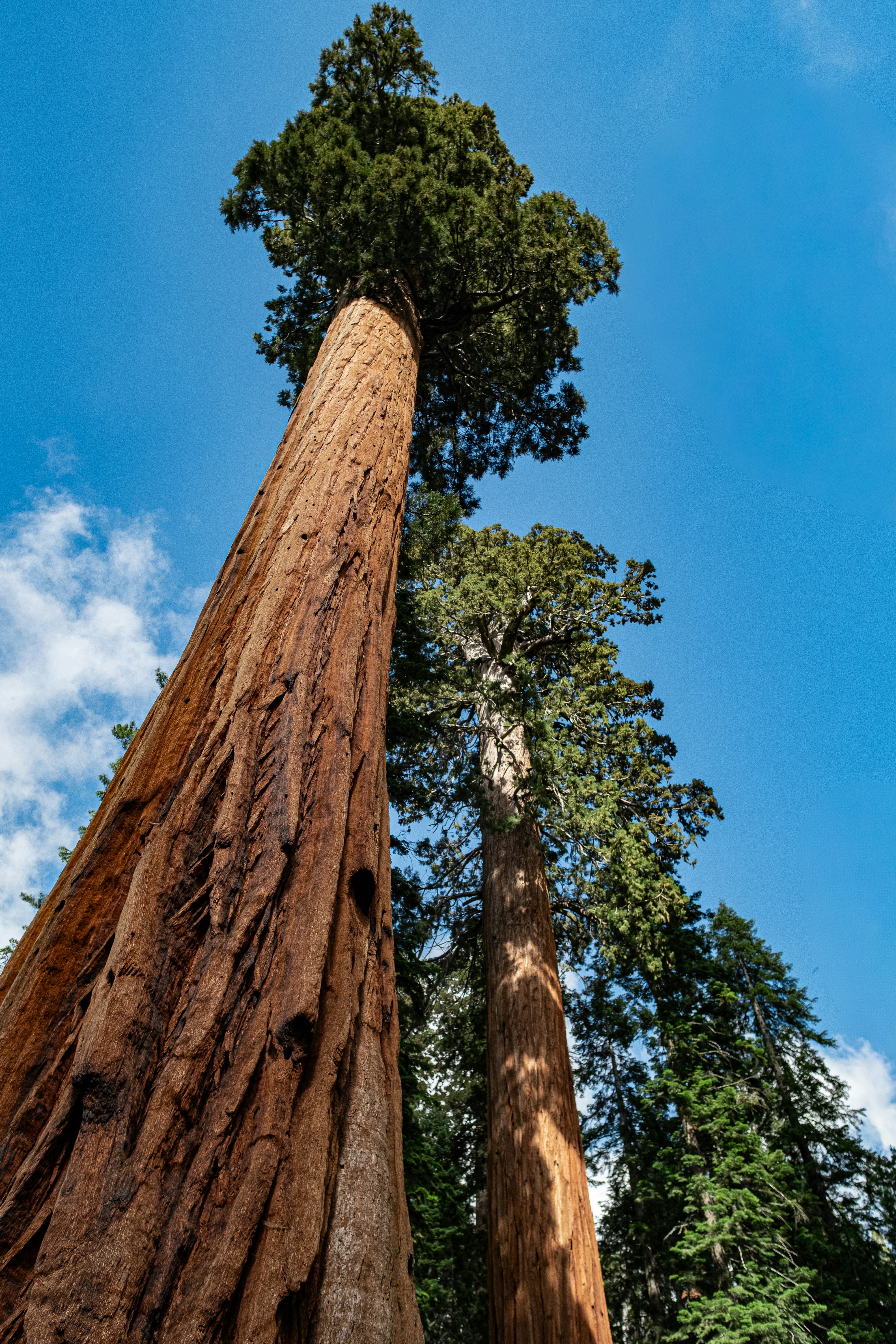 Towering Giants: A Low-Angle View of Ancient Sequoias Against a Clear Sky